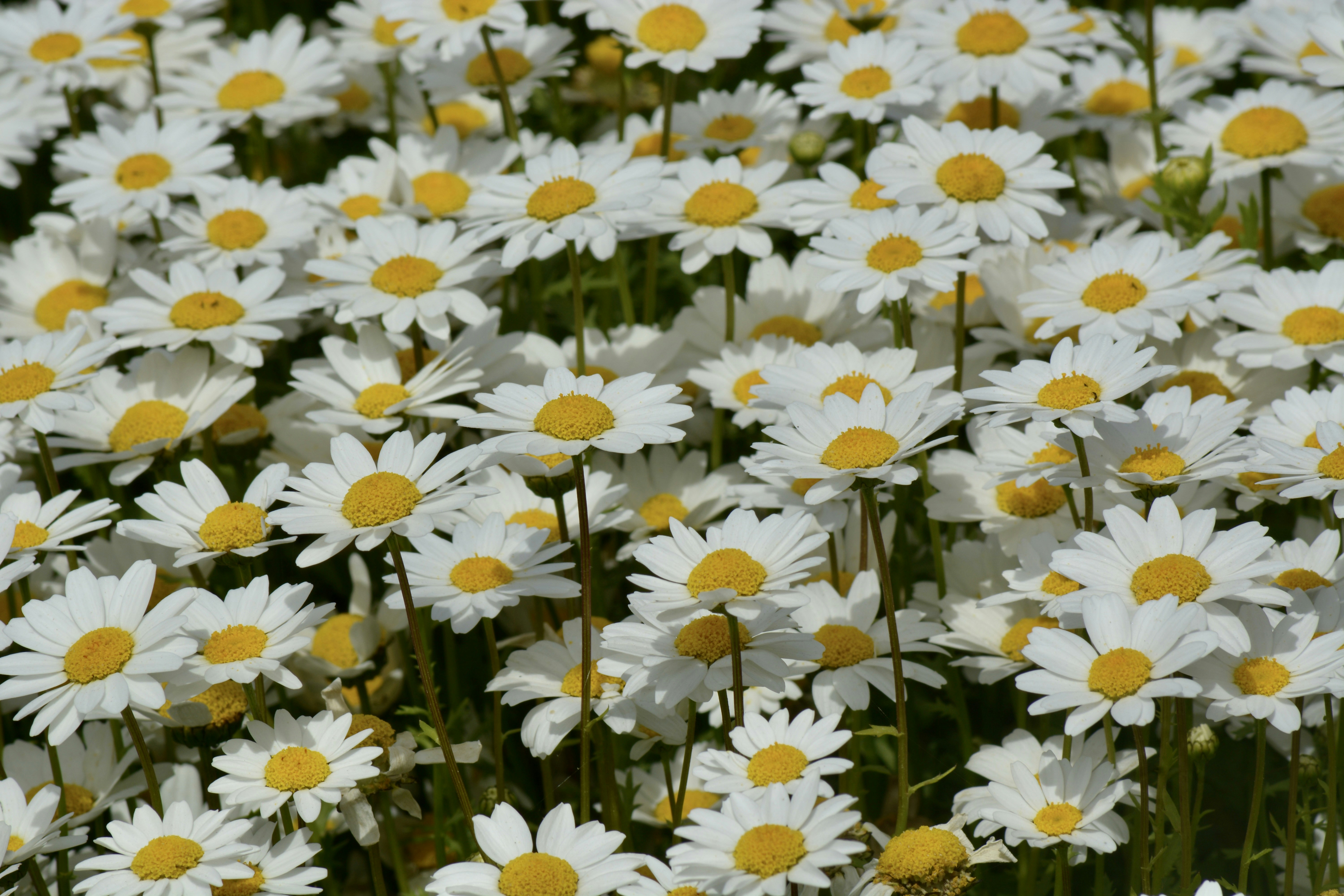 Field of bright daisies, blossoming in the sun.