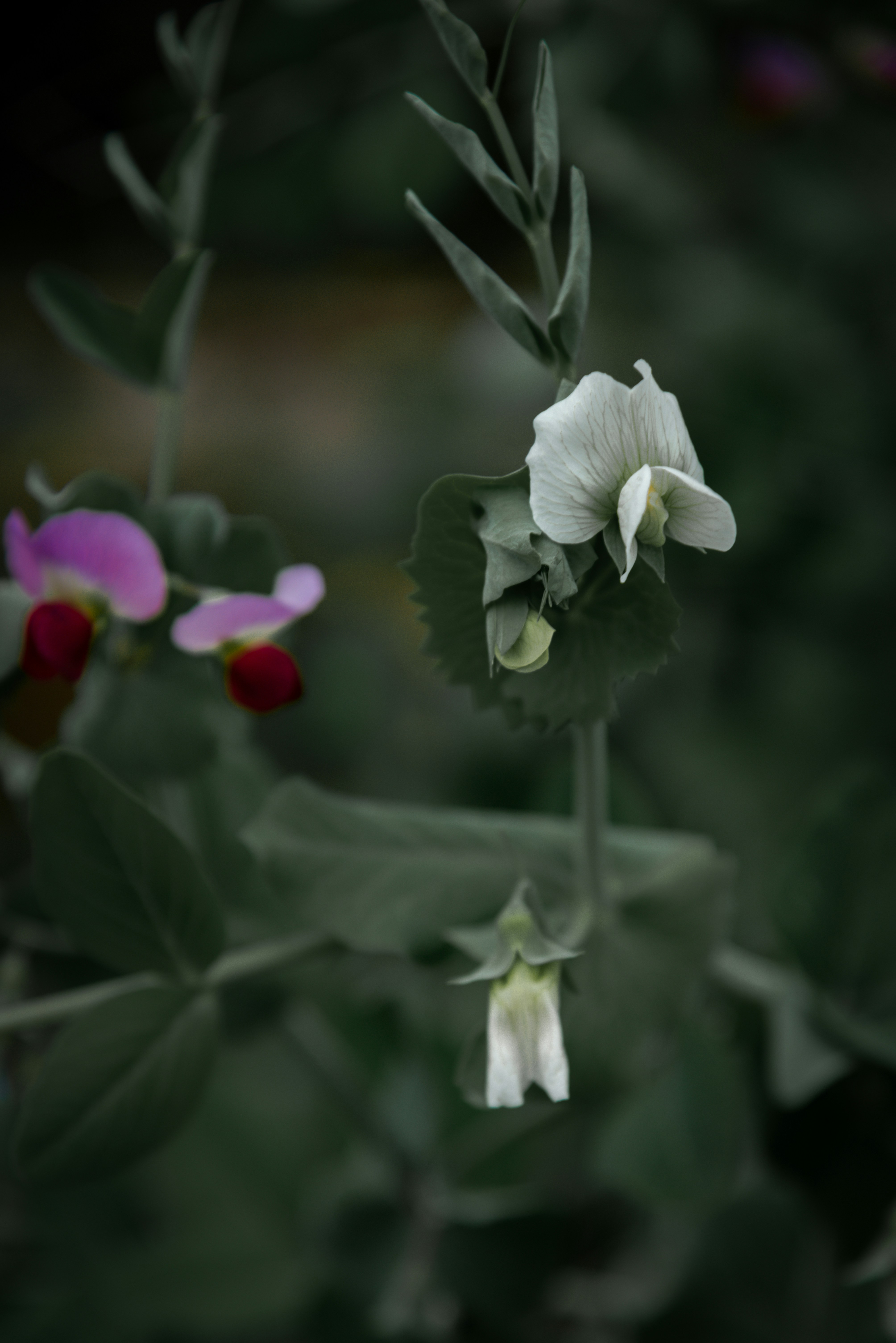 Twilight Corolla: pale bloom framed by shadowed greens