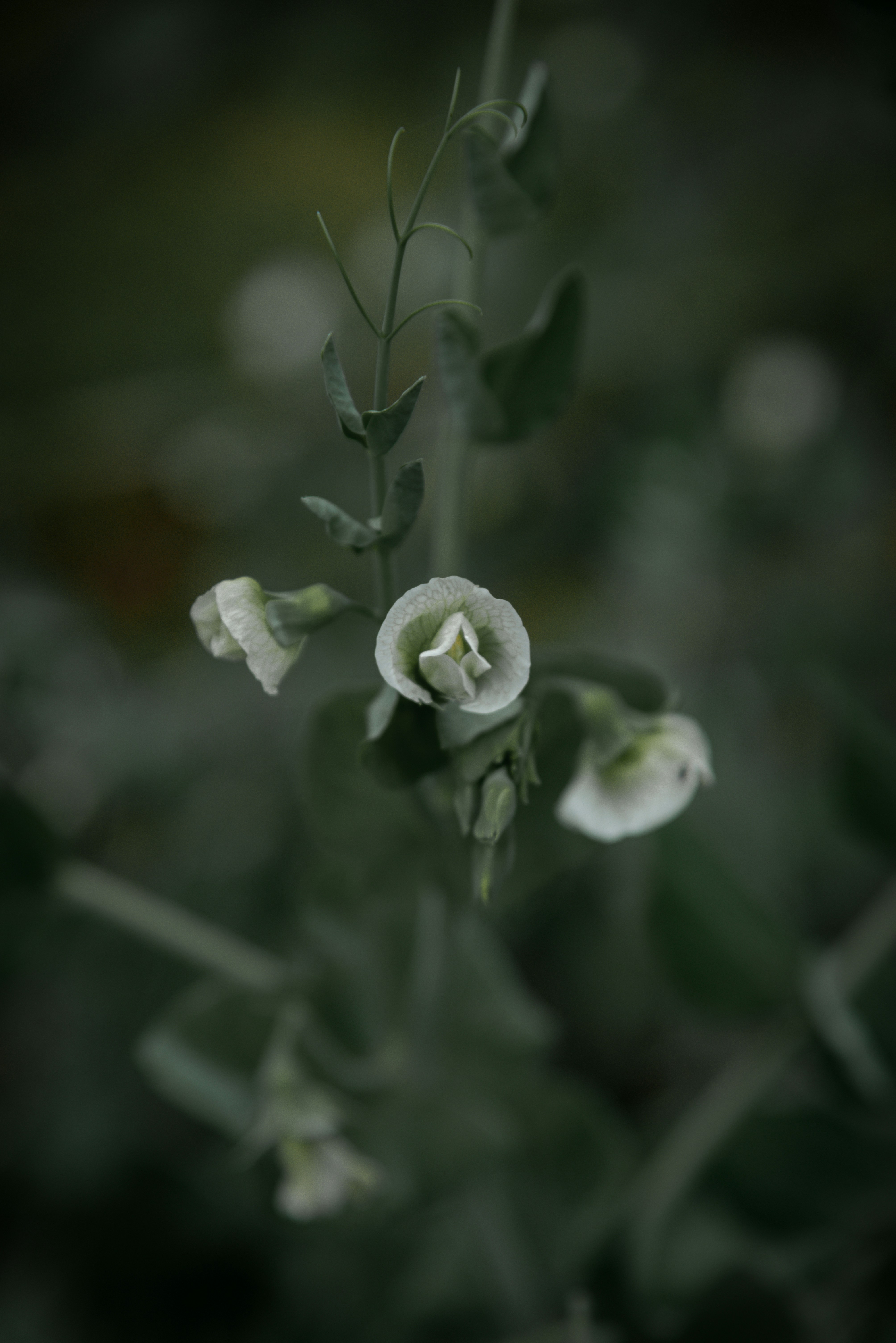 Whispers of Nature: The Subtle Elegance of Blossoms