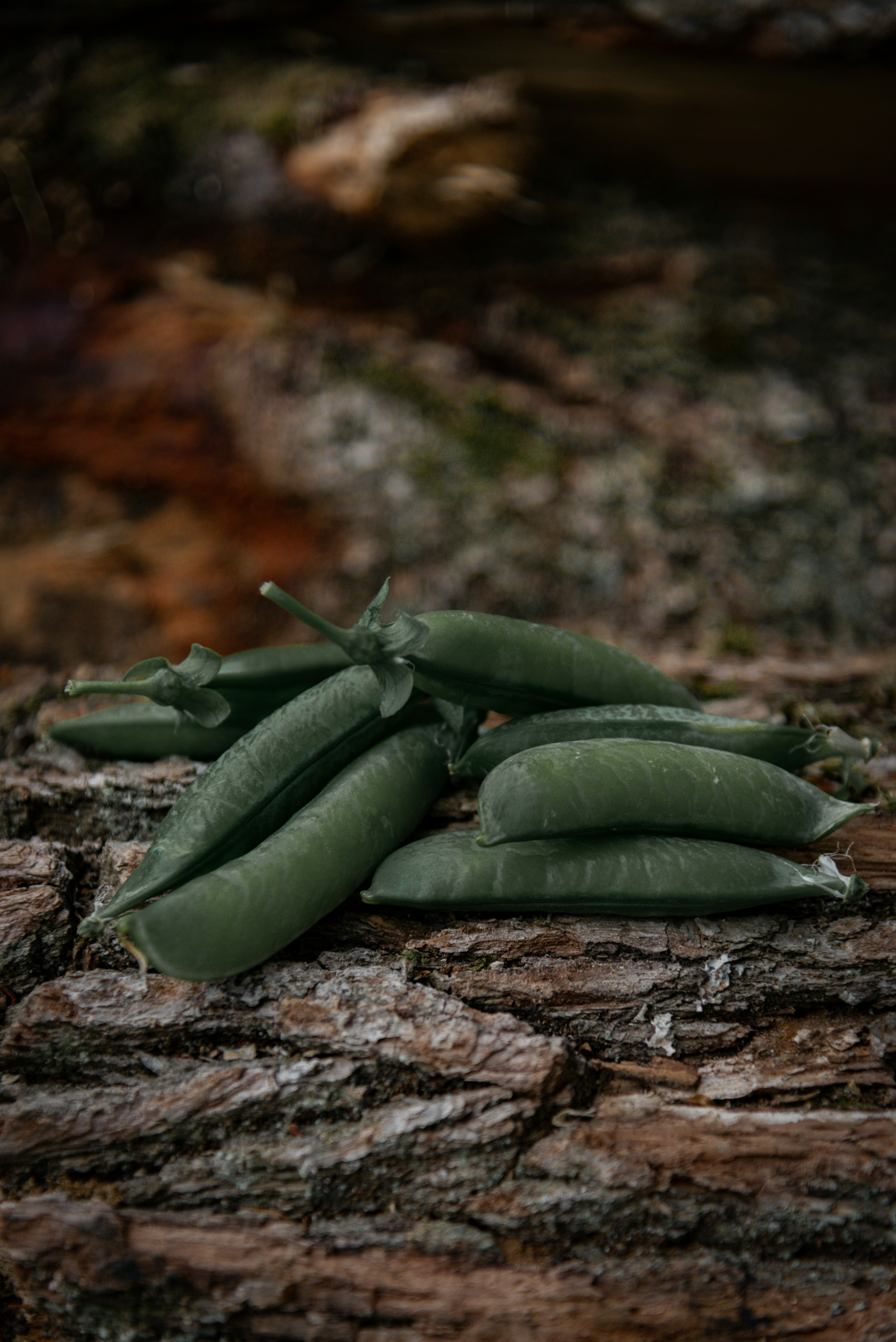 Emerald Pods on Weathered Bark: A Quiet, Textural Harvest Still Life
