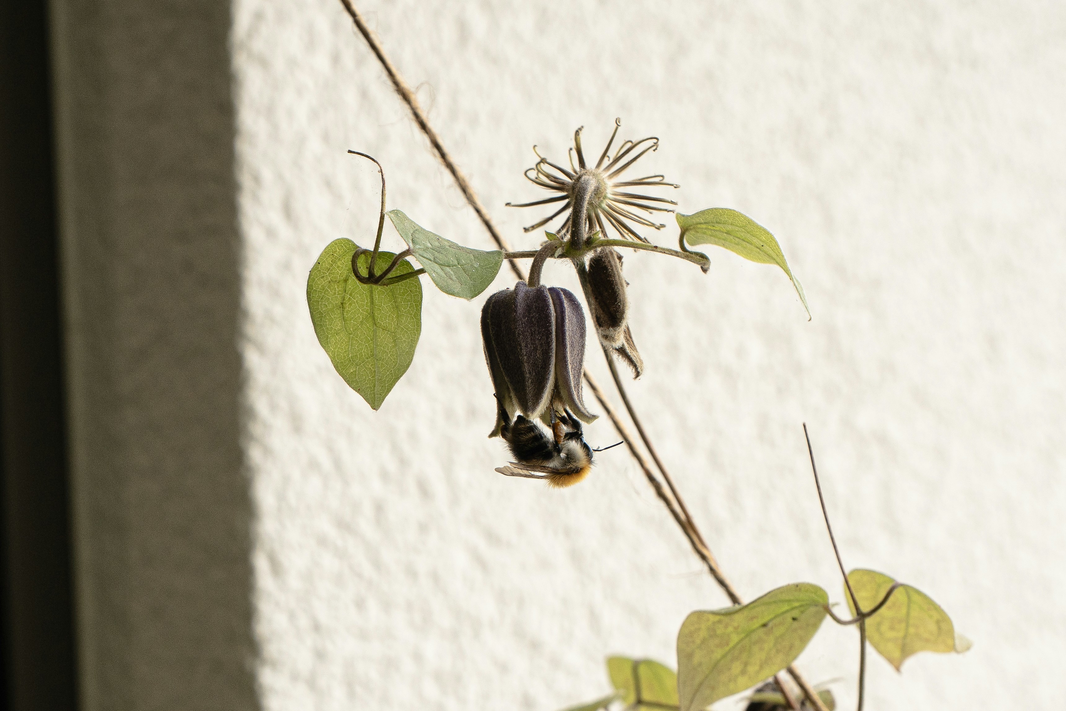 Lone bee beside a withered bloom on a sunlit stucco wall