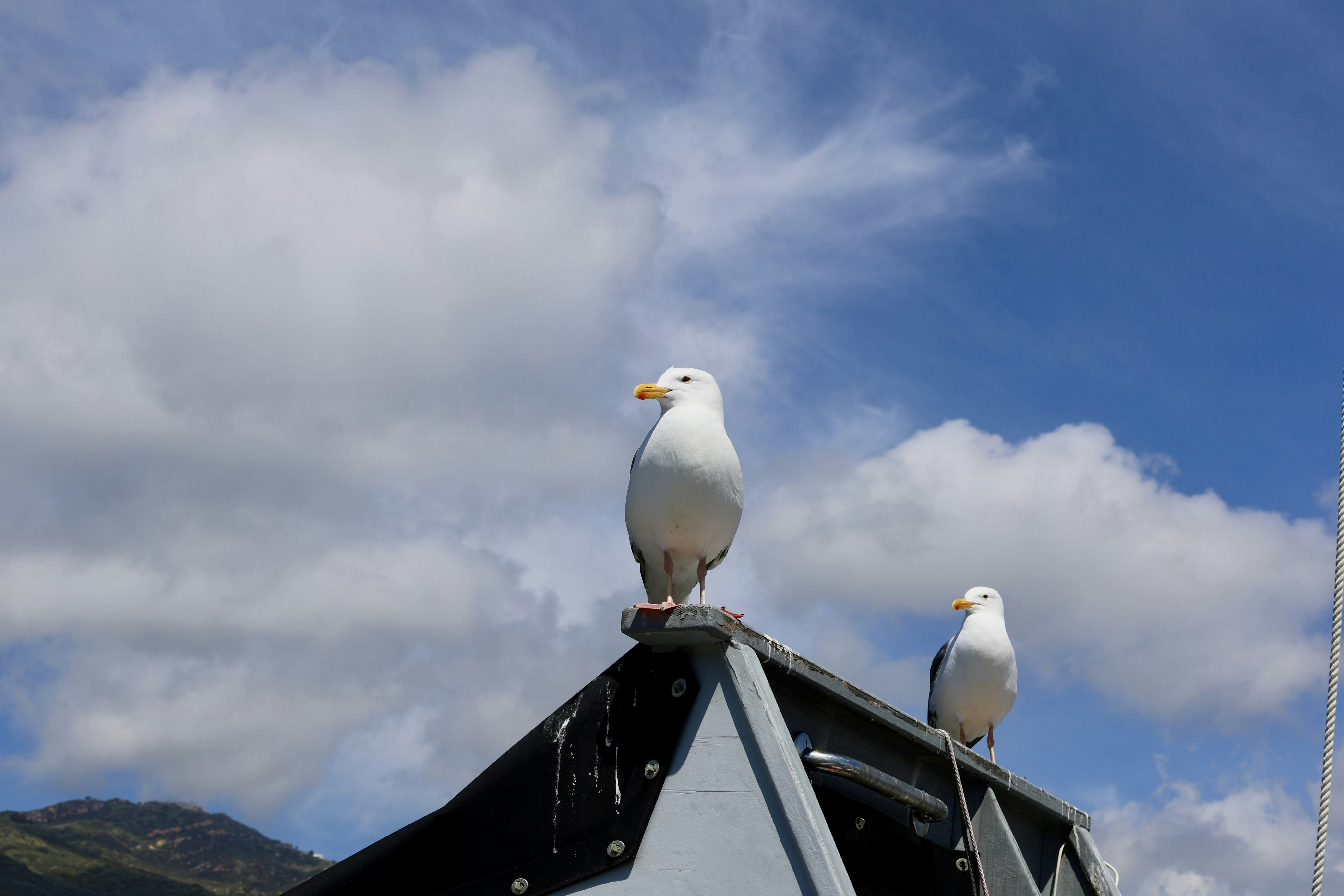 Seagulls in Serene Harmony