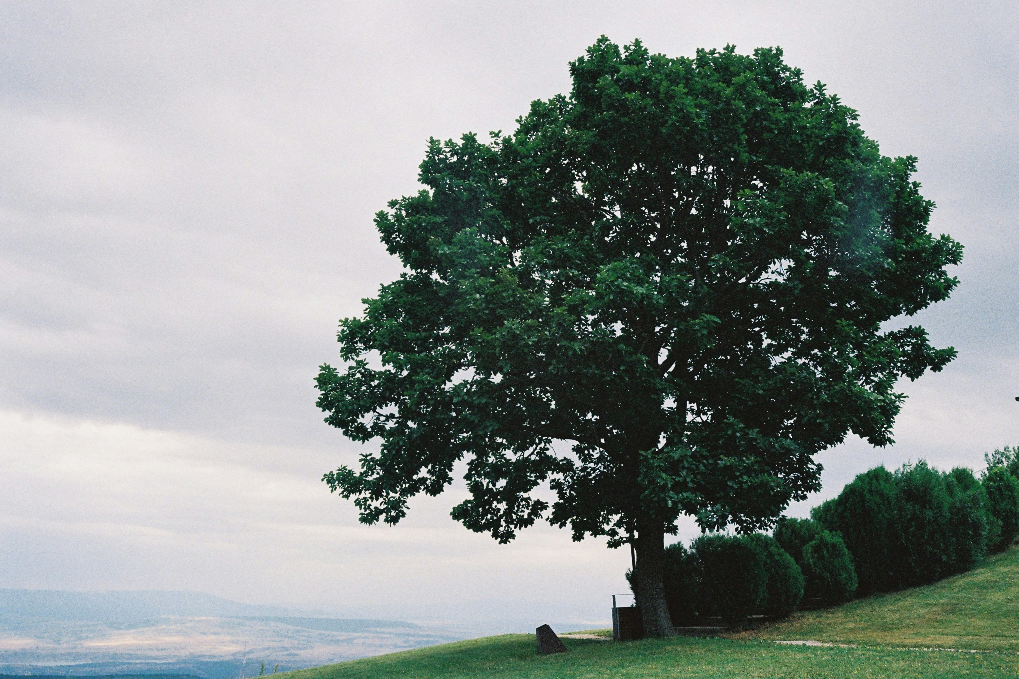 A large tree stands on a grassy hill.