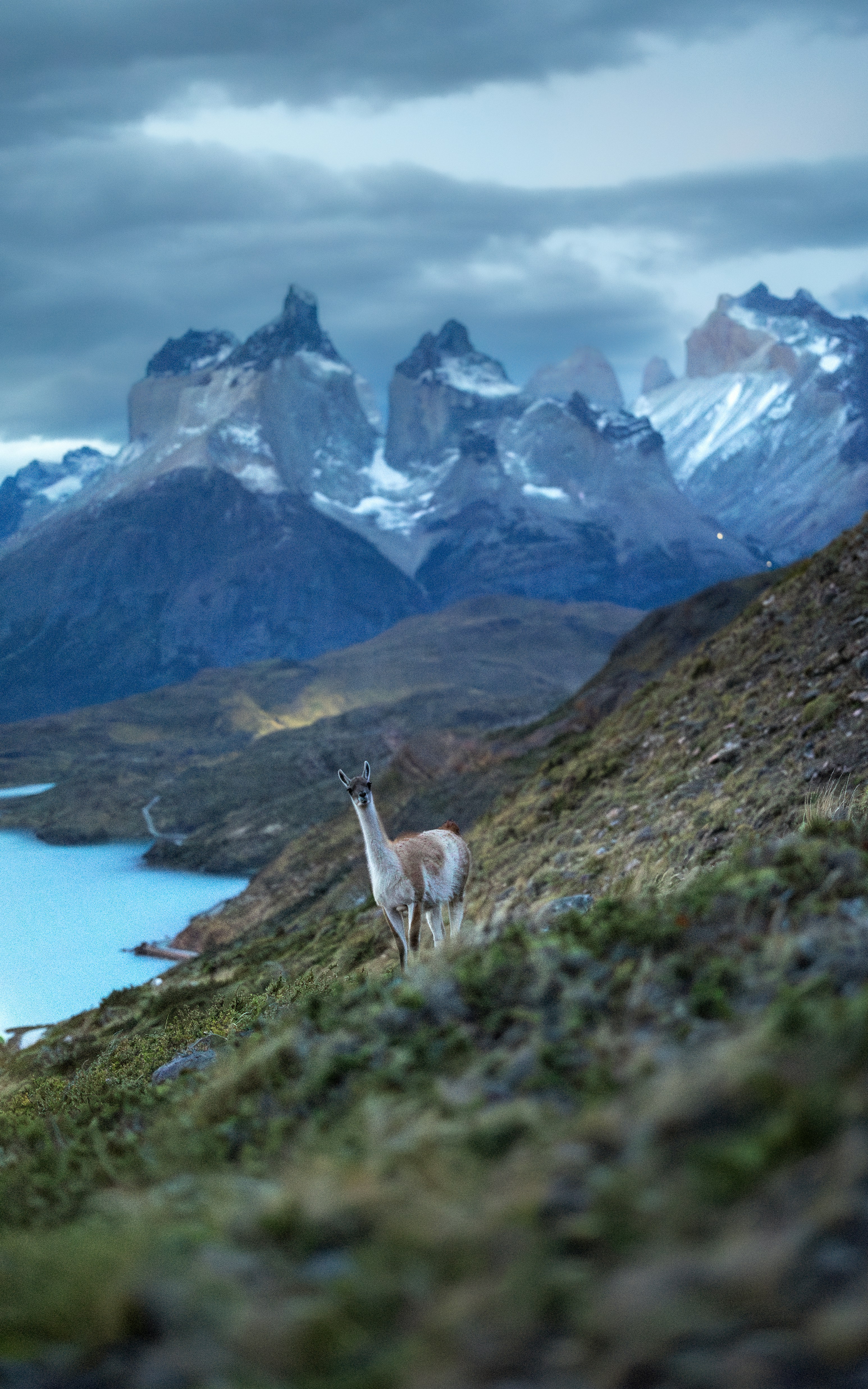 Serene Standoff in the Patagonian Wilderness