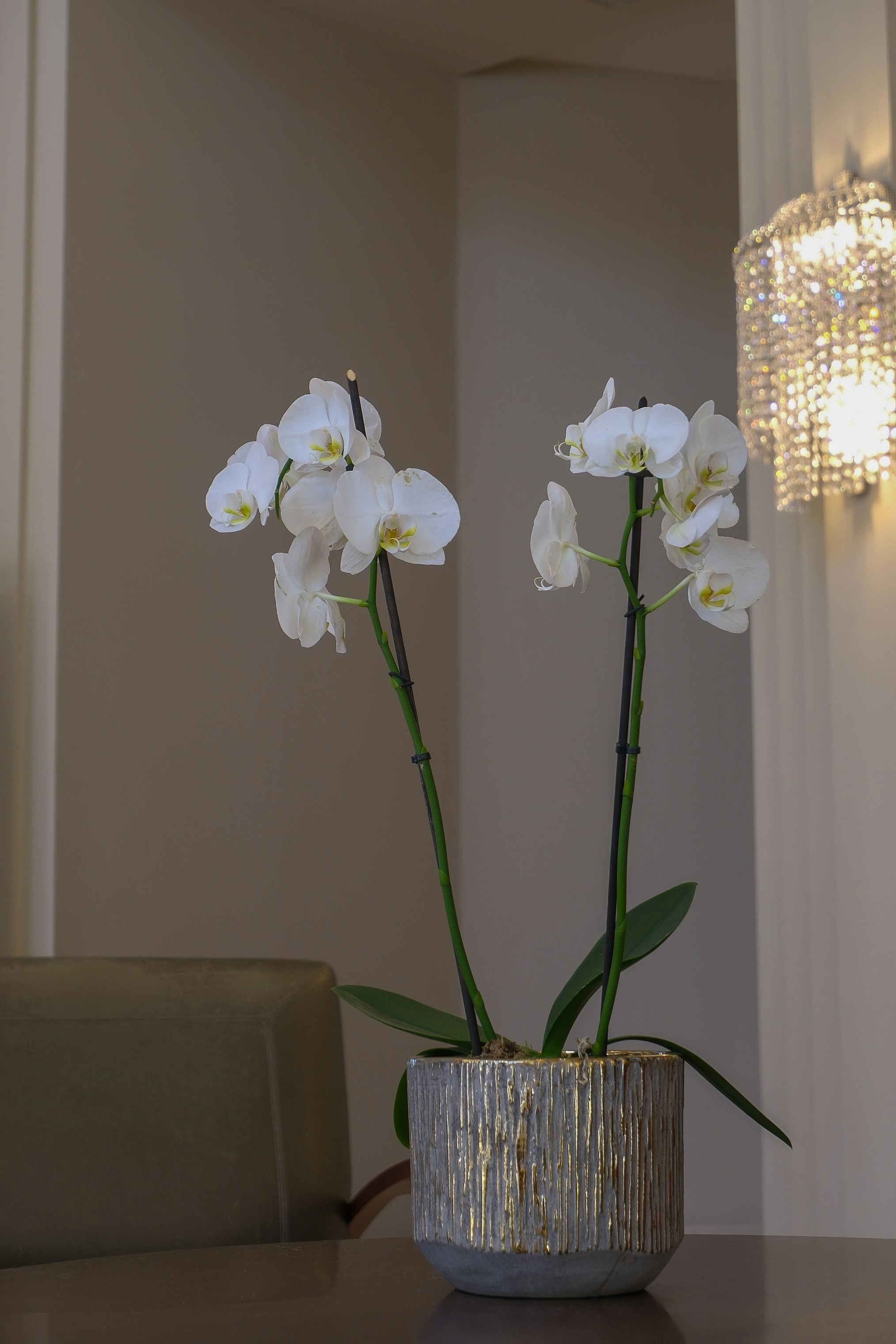 White Orchid Duet in a Quiet Interior