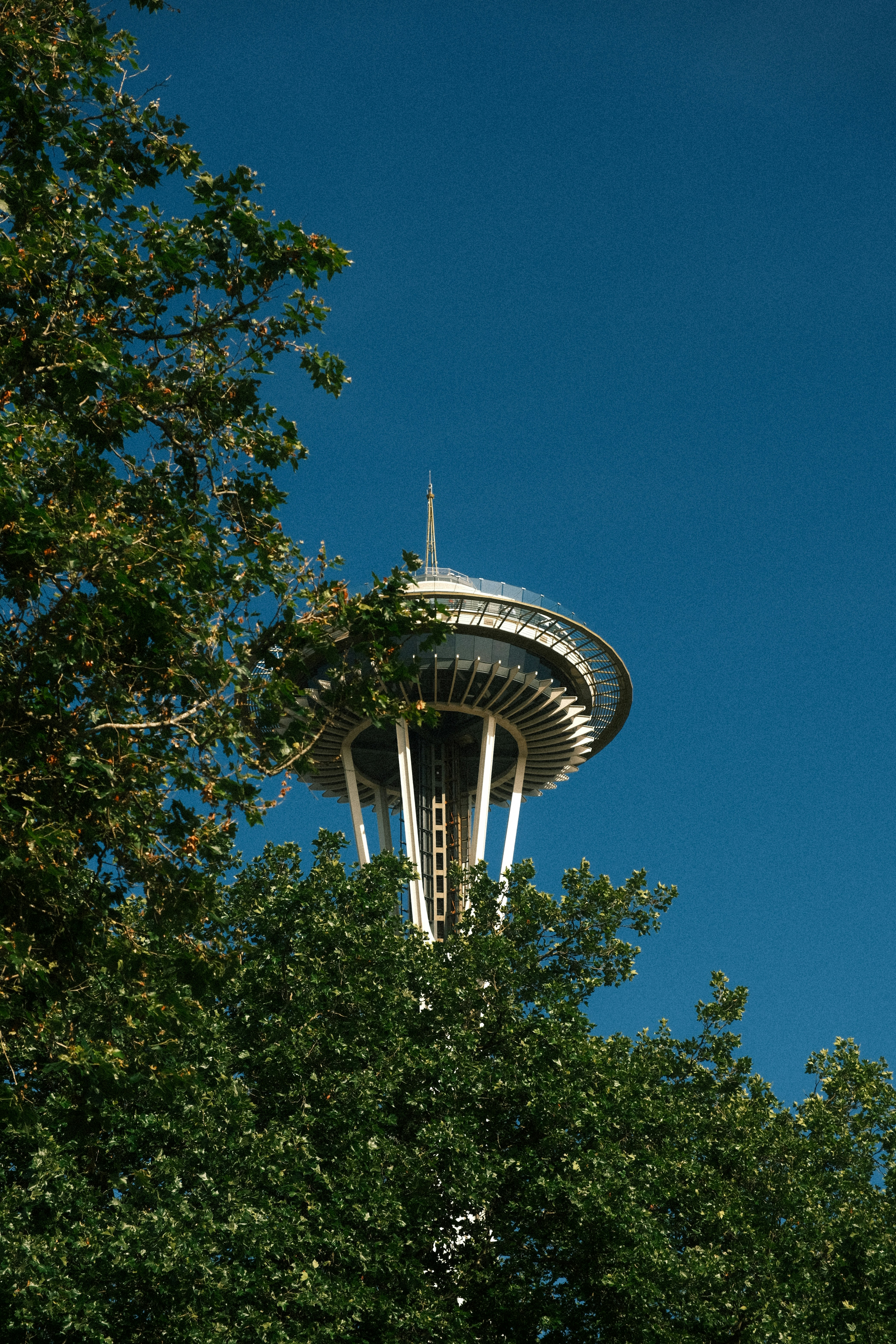 Space Needle Emerges Through Seattle Trees Under a Cerulean Sky