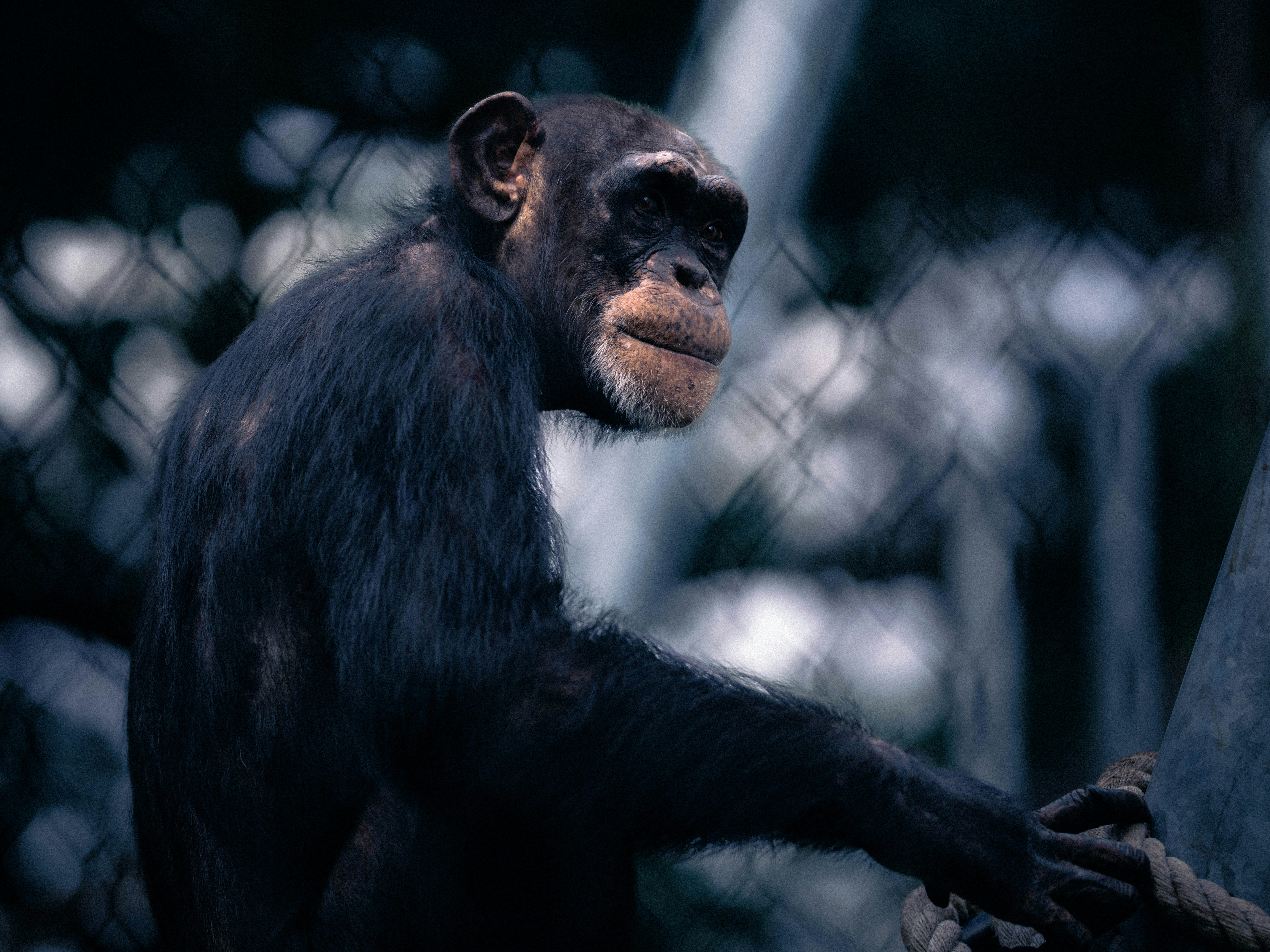 Chimpanzee resting thoughtfully against a rope in a natural habitat, surrounded by blurred foliage. 