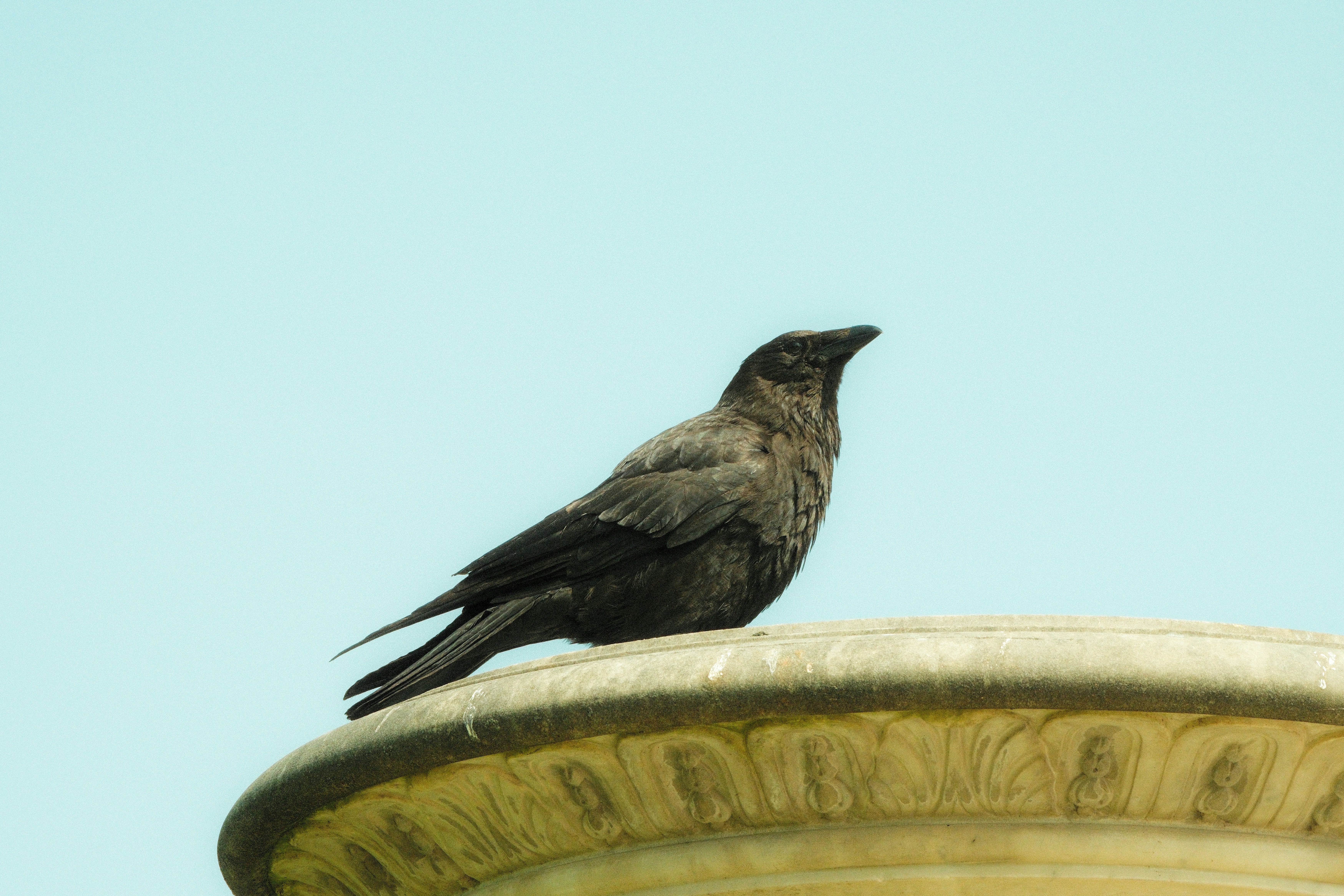 The Watchful Sentinel