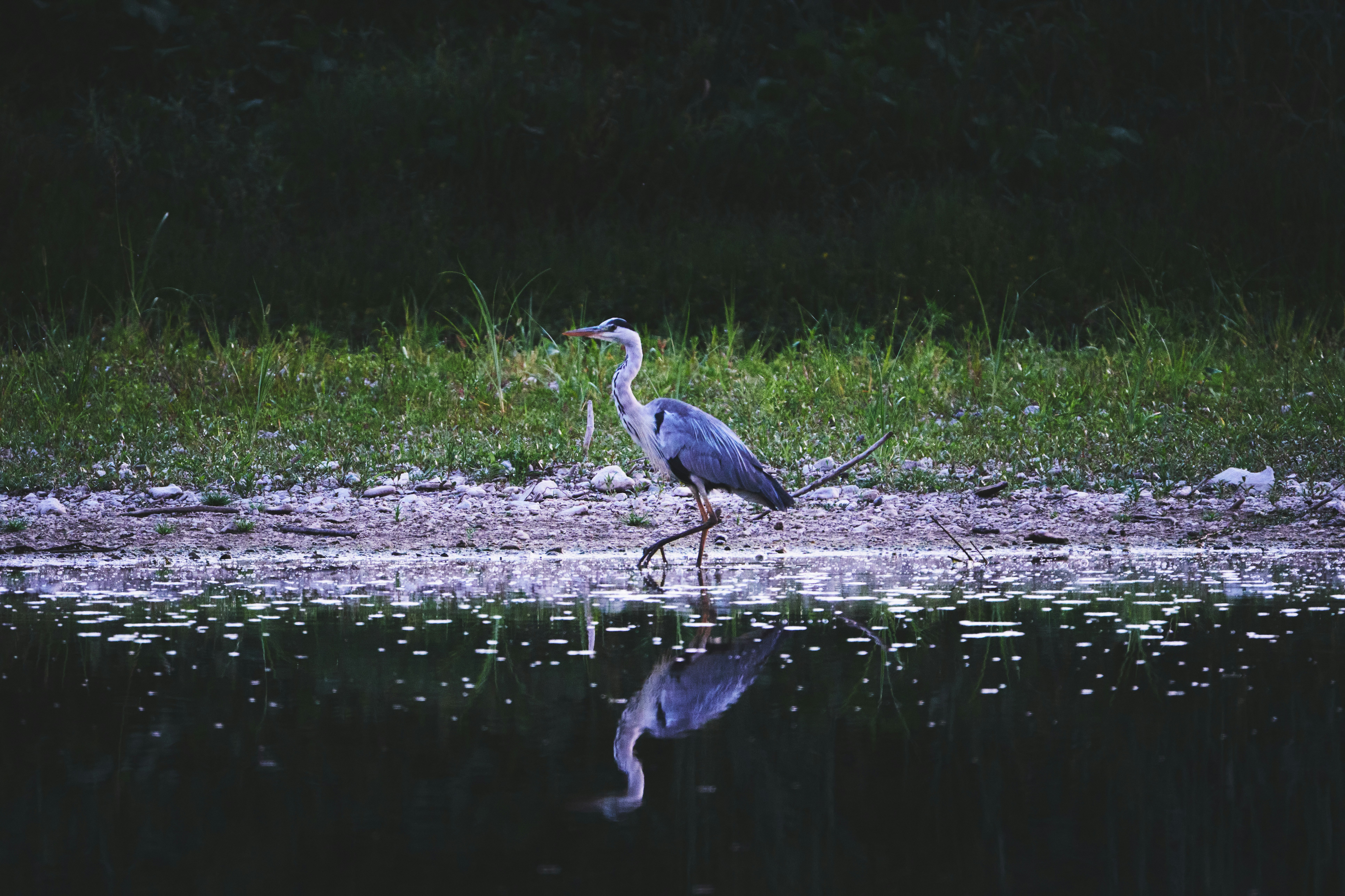 A solitary heron gracefully walks along the edge of a quiet pond, its reflection mirrored in the still water. Surrounded by lush greenery and soft natural light, the scene captures a moment of calm in the heart of nature. | A heron walks beside a calm body of water.