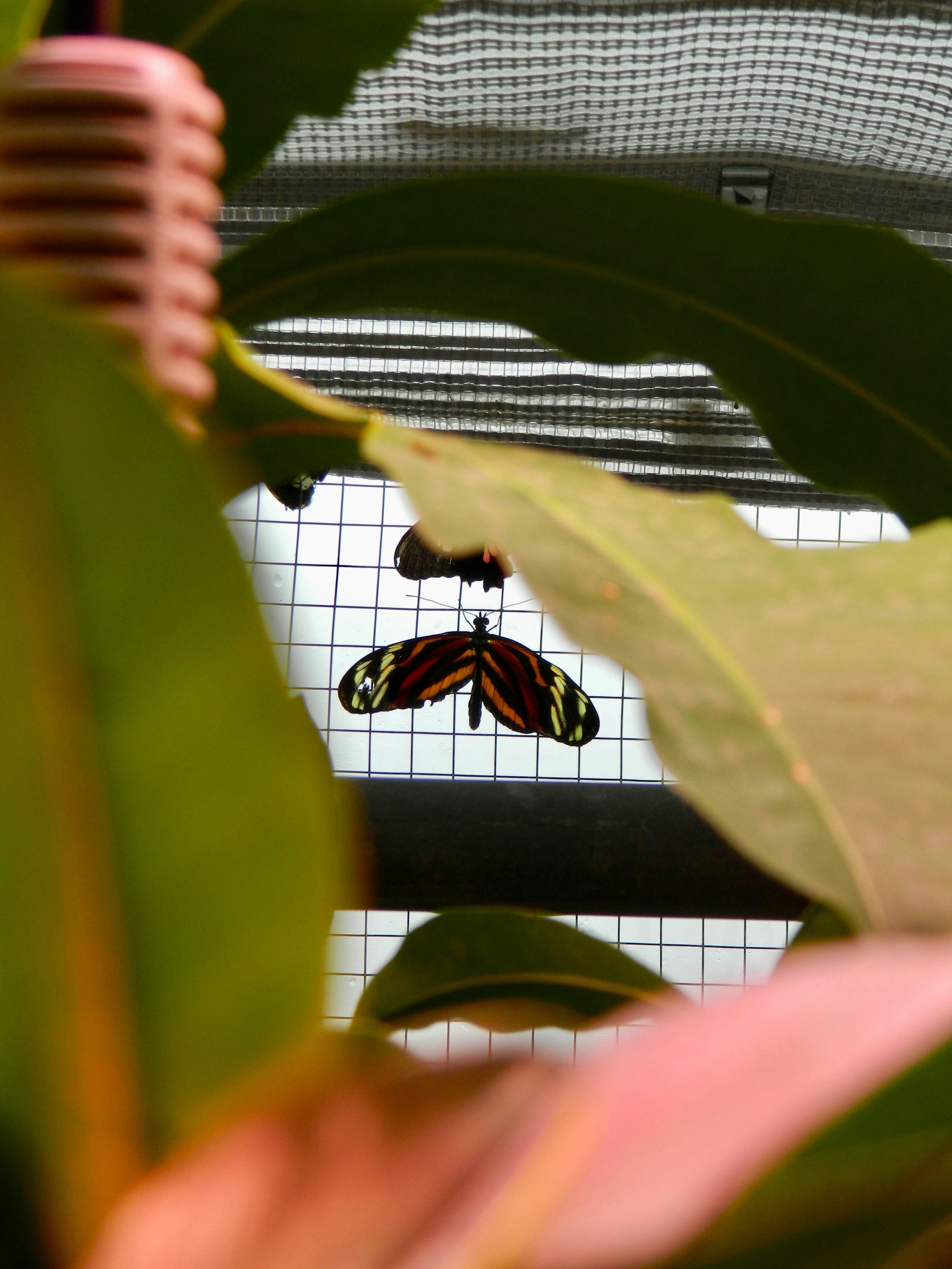 Butterfly in a Leaf Veil Against a Grid Backdrop
