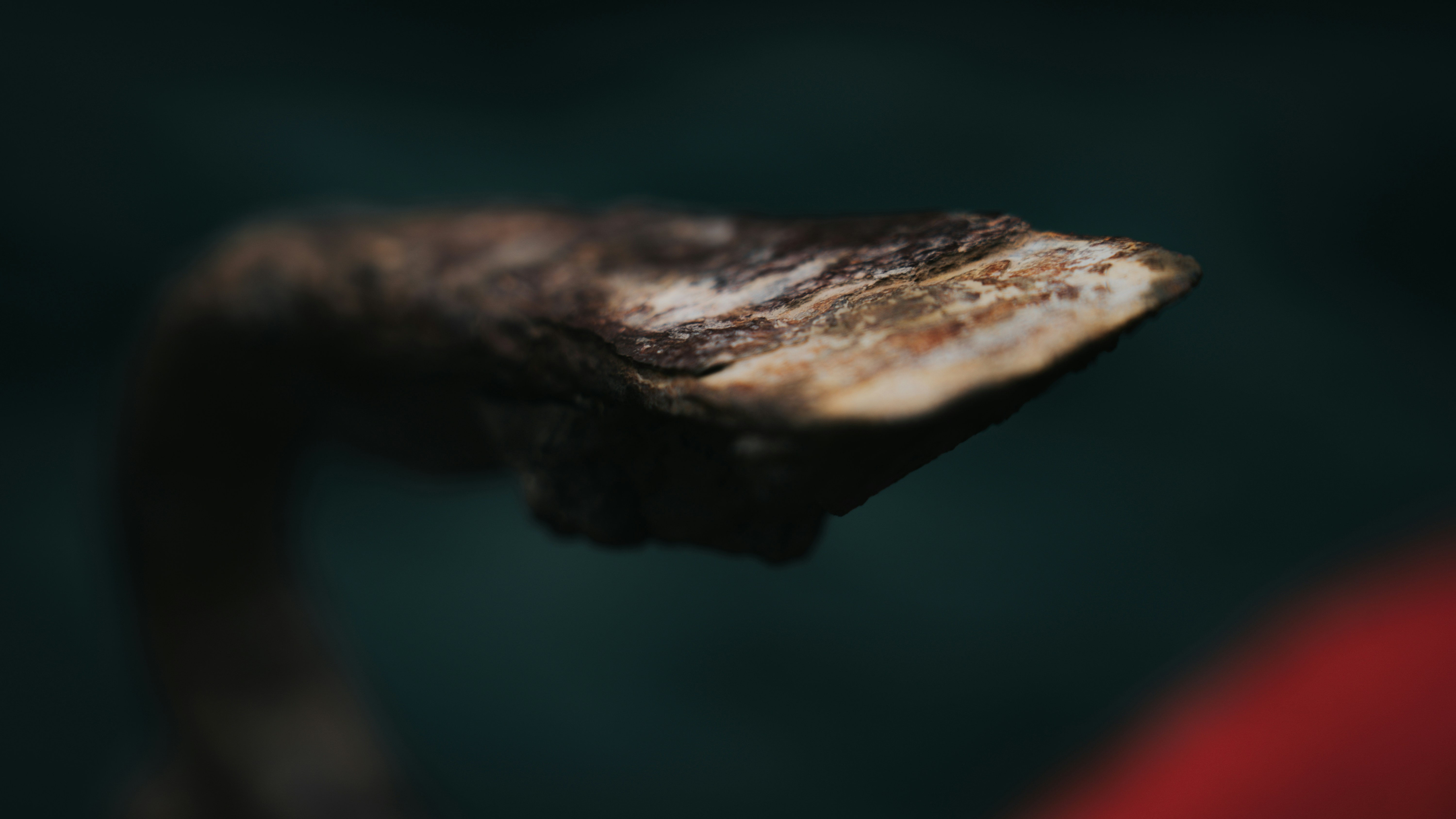 Close-up of a rough, textured wood stem.