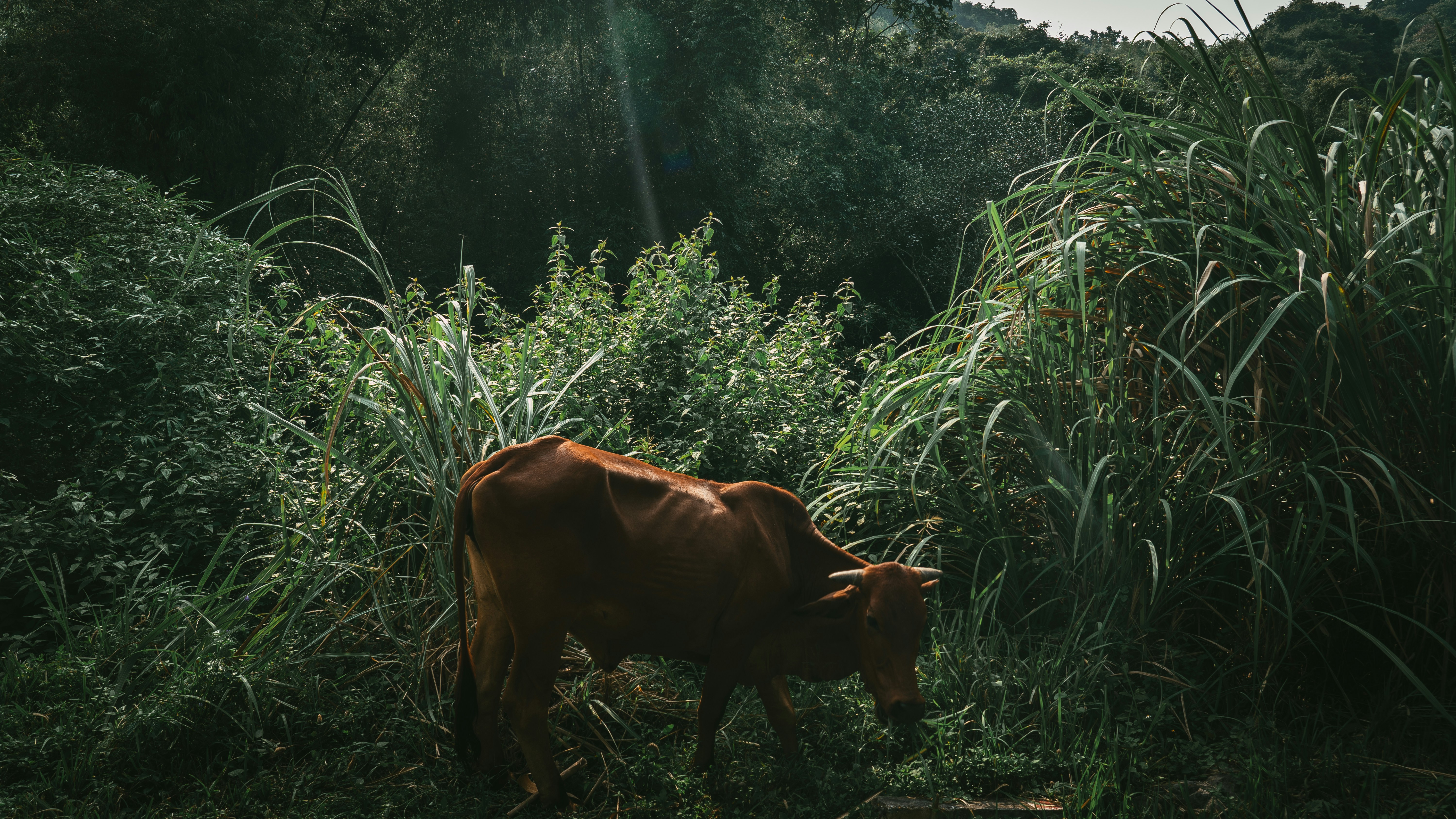 Serene Pastoral Encounter
