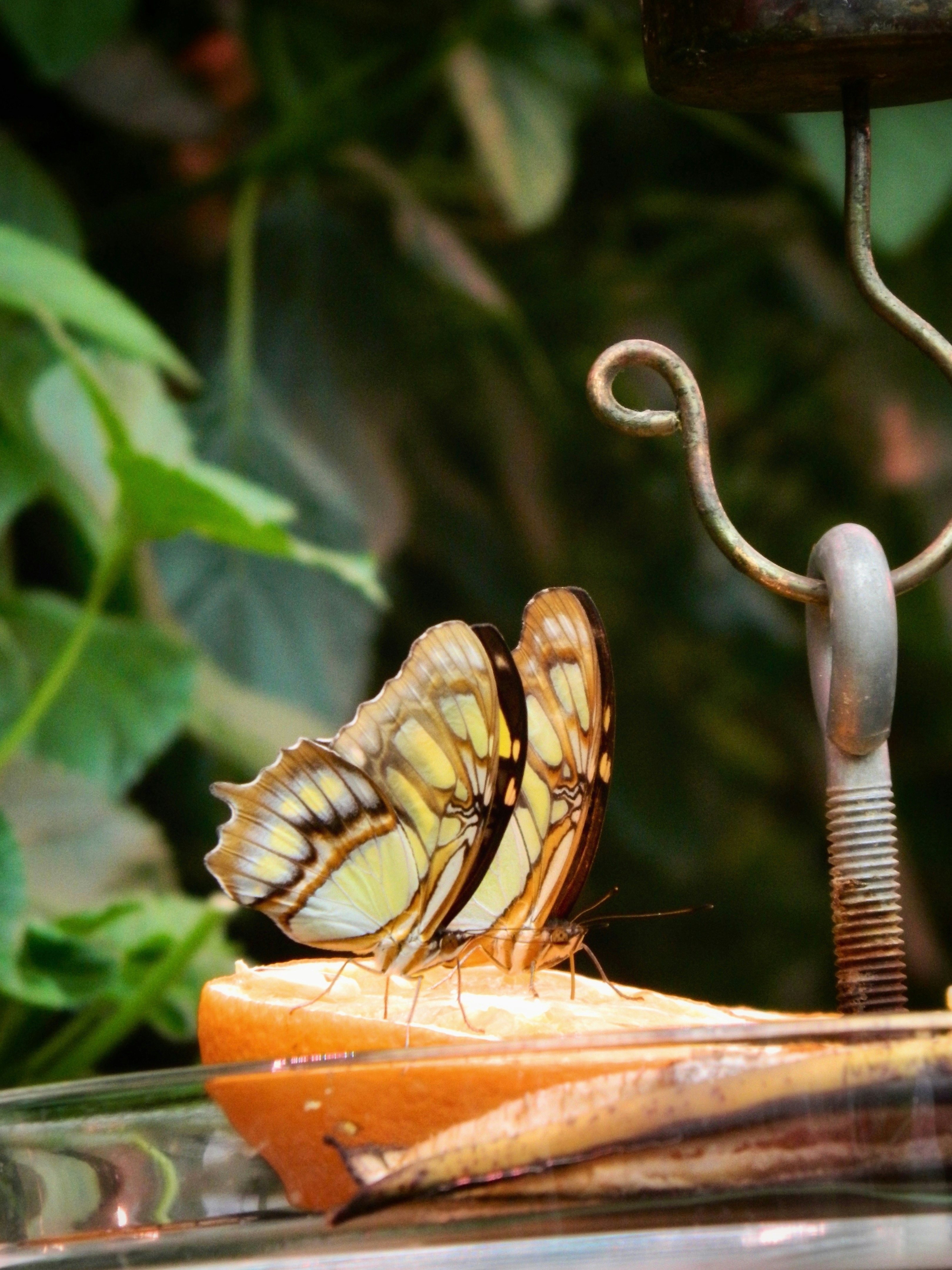 Pale-Wing Pause: Butterfly on Orange Glass Amid Garden Ironwork