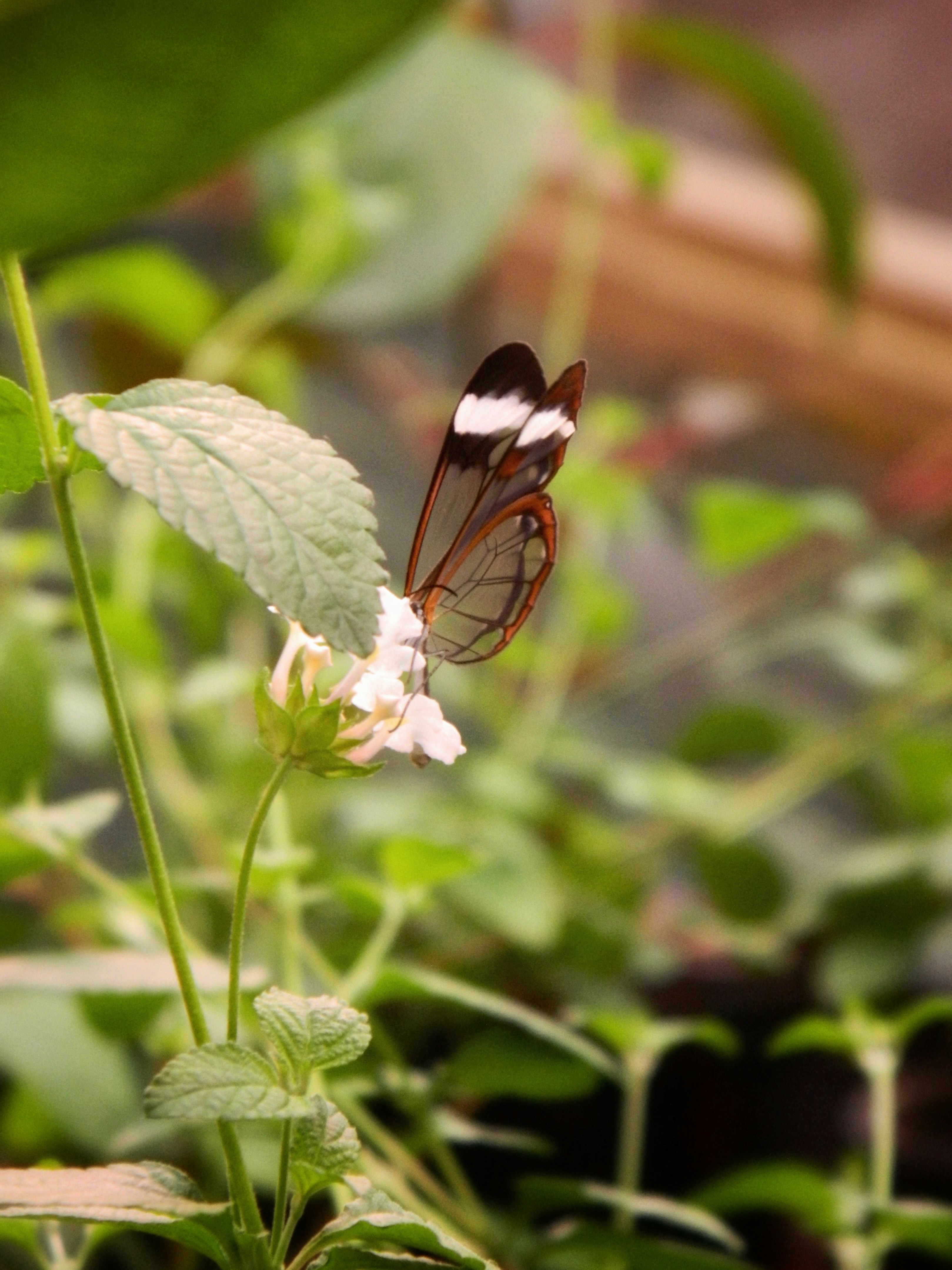 White-Banded Butterfly on a Pale Garden Bloom