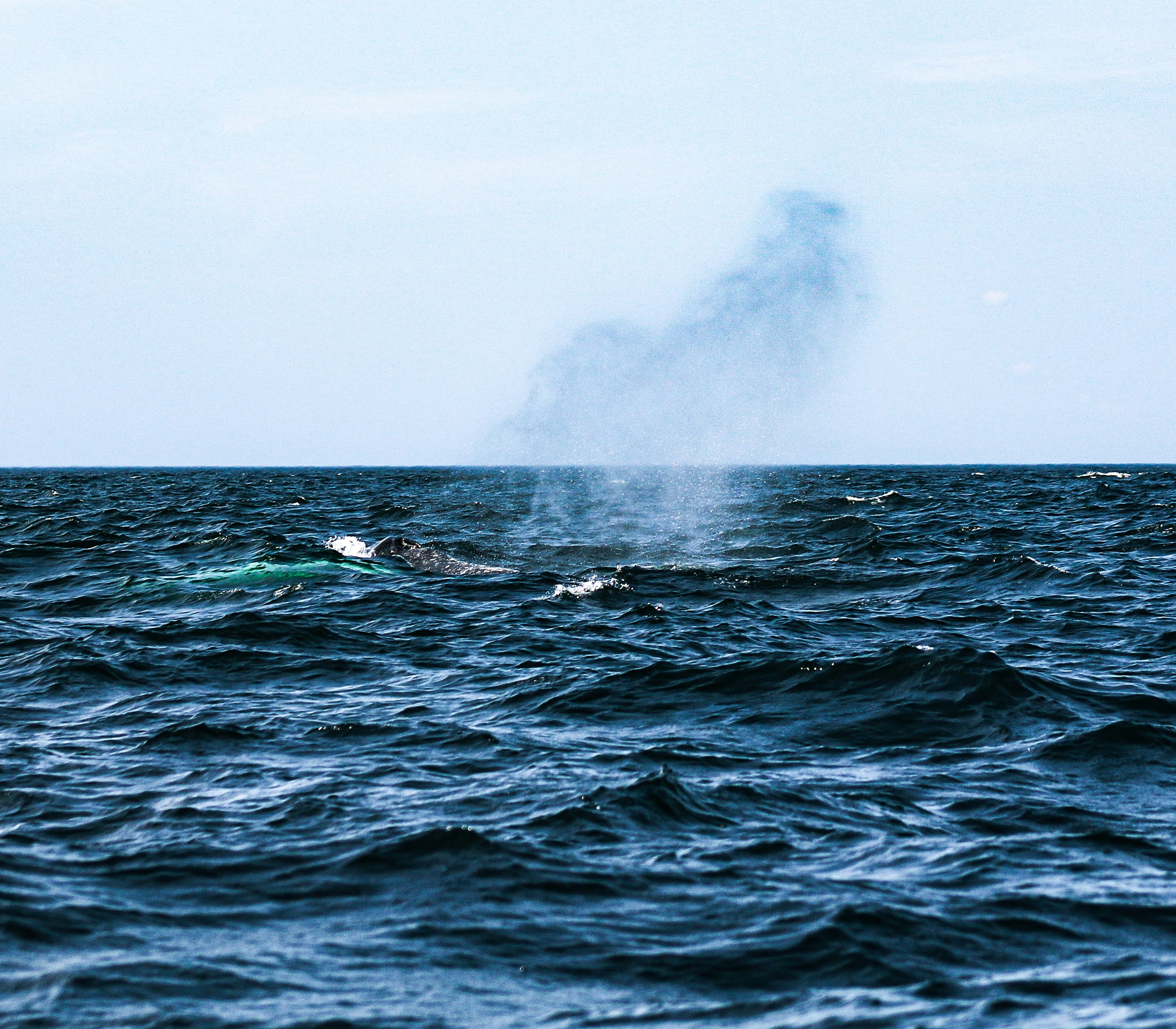 A whale surfaces, exhaling a plume of mist above the ocean waves. The vast sea stretches towards the horizon.