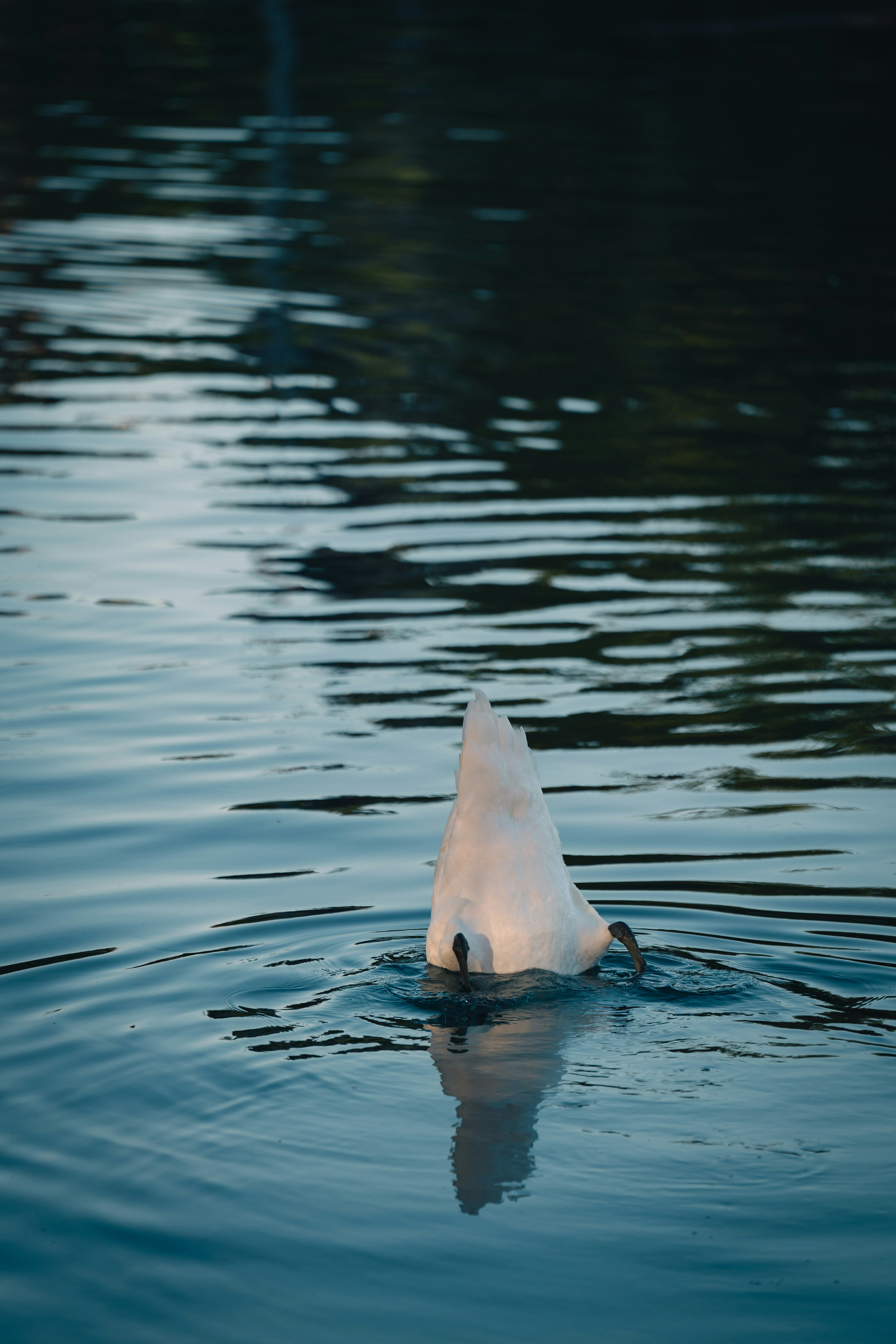 Diving into Serenity: A Moment Beneath the Surface