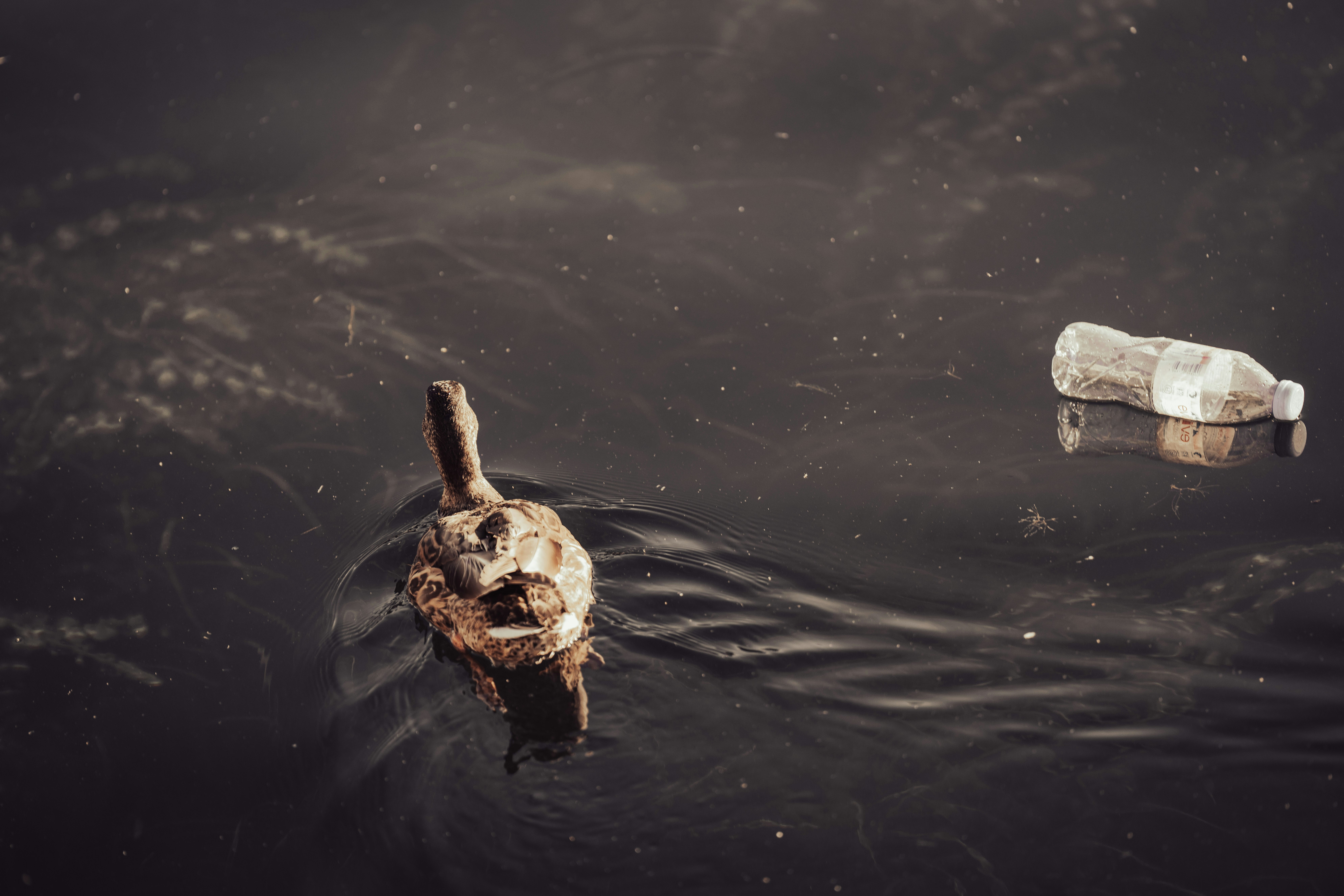 Low-Light Sentinel: A Weathered Duck Decoy Drifts in a Murky Pond