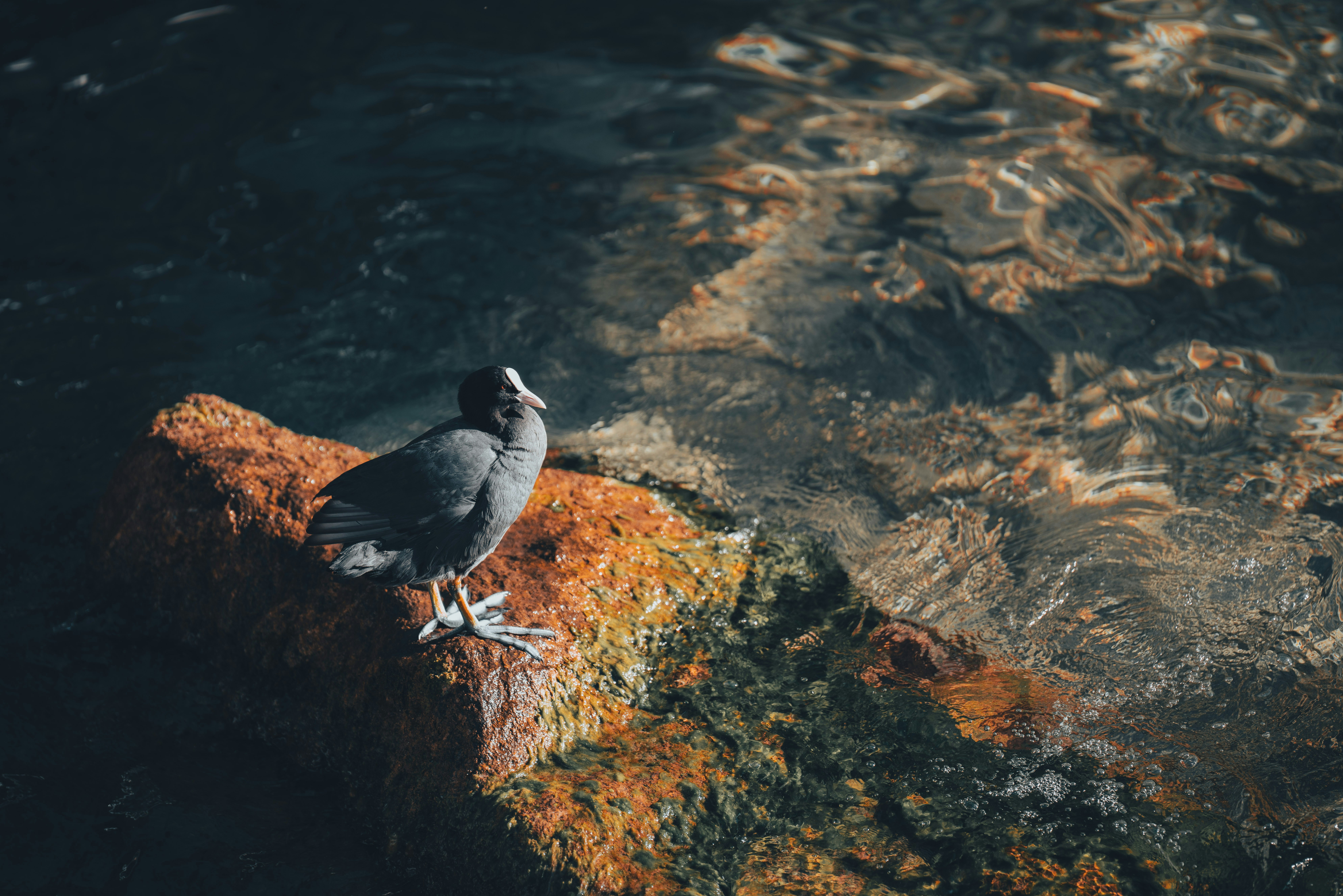 A bird perches on a rock near water.