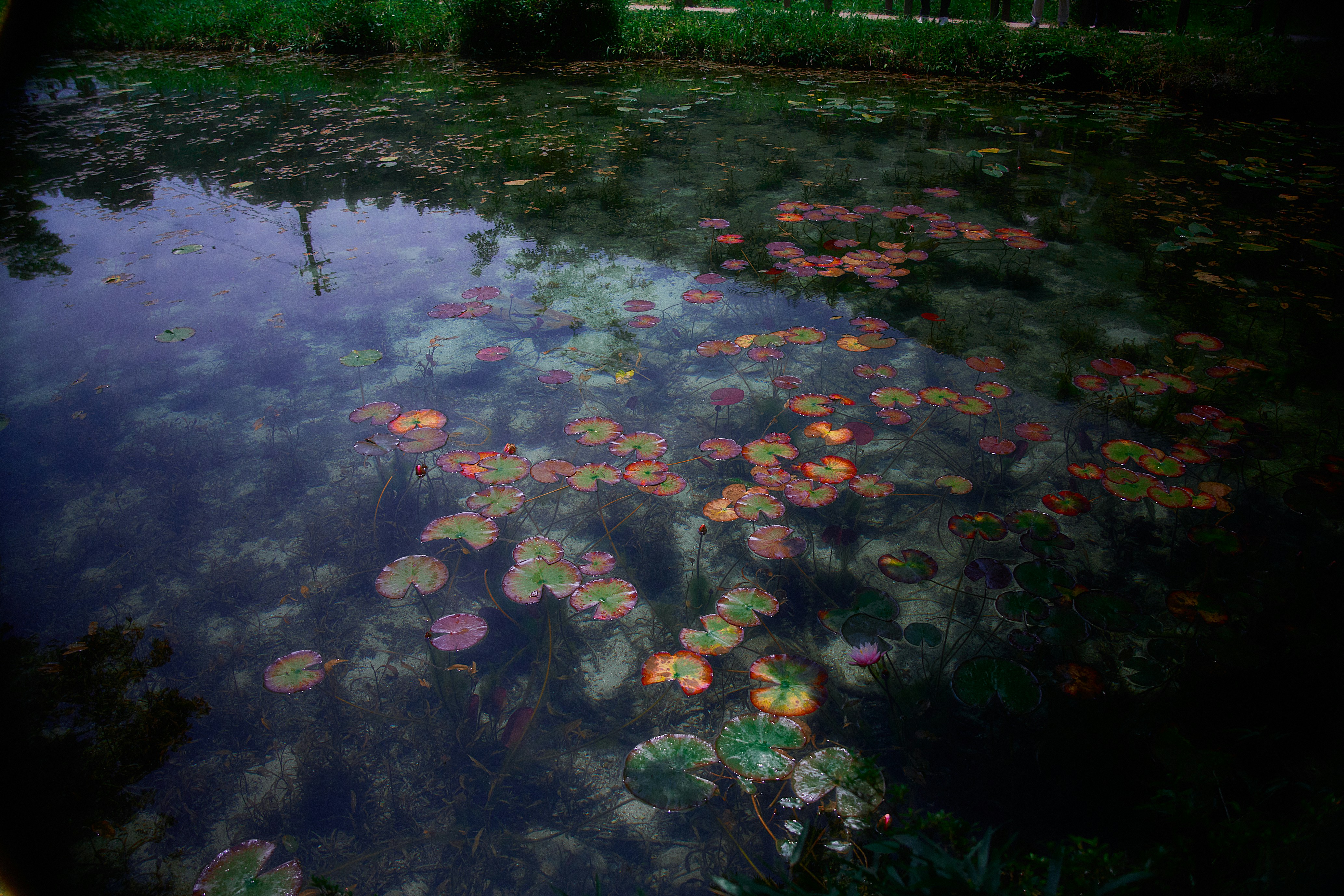 Vibrant water lilies floating on a tranquil pond, reflecting the surrounding greenery. The scene captures the essence of nature's calm.
