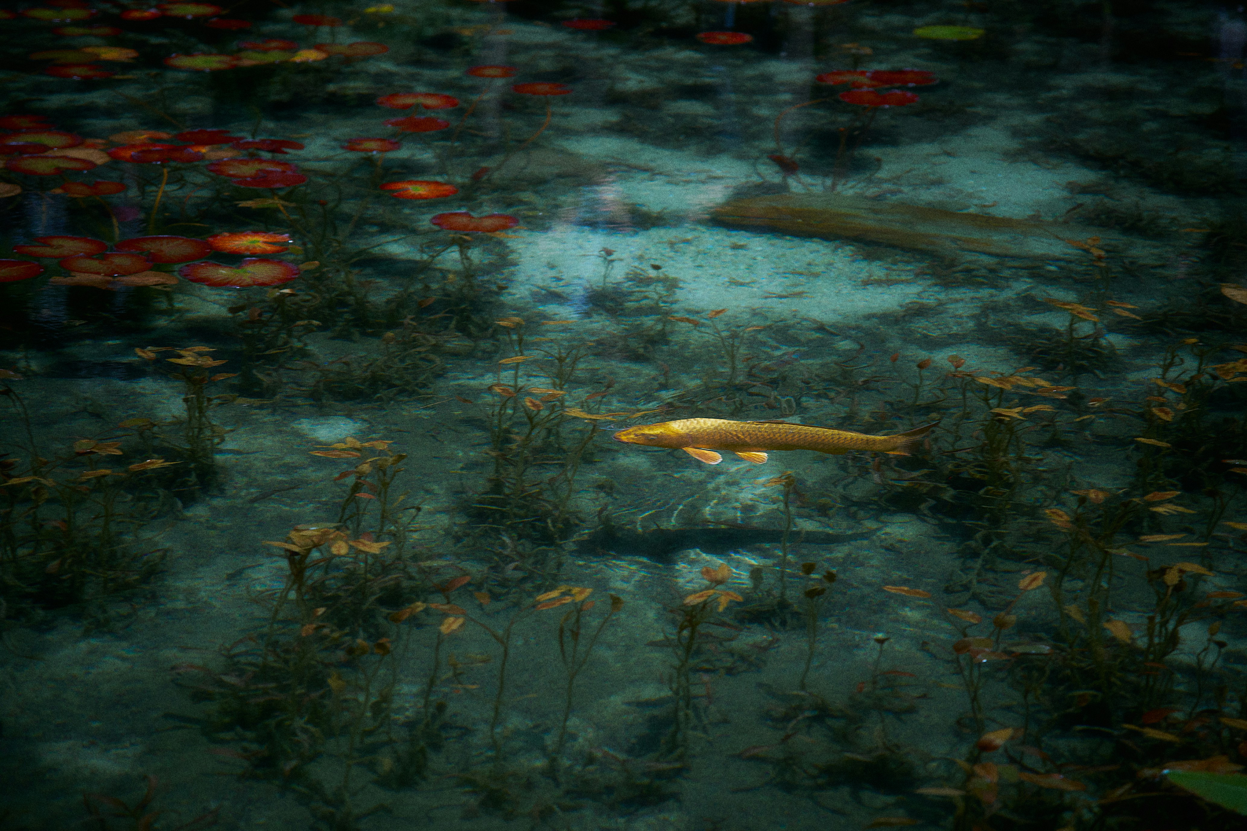 A golden fish swims through tranquil waters.