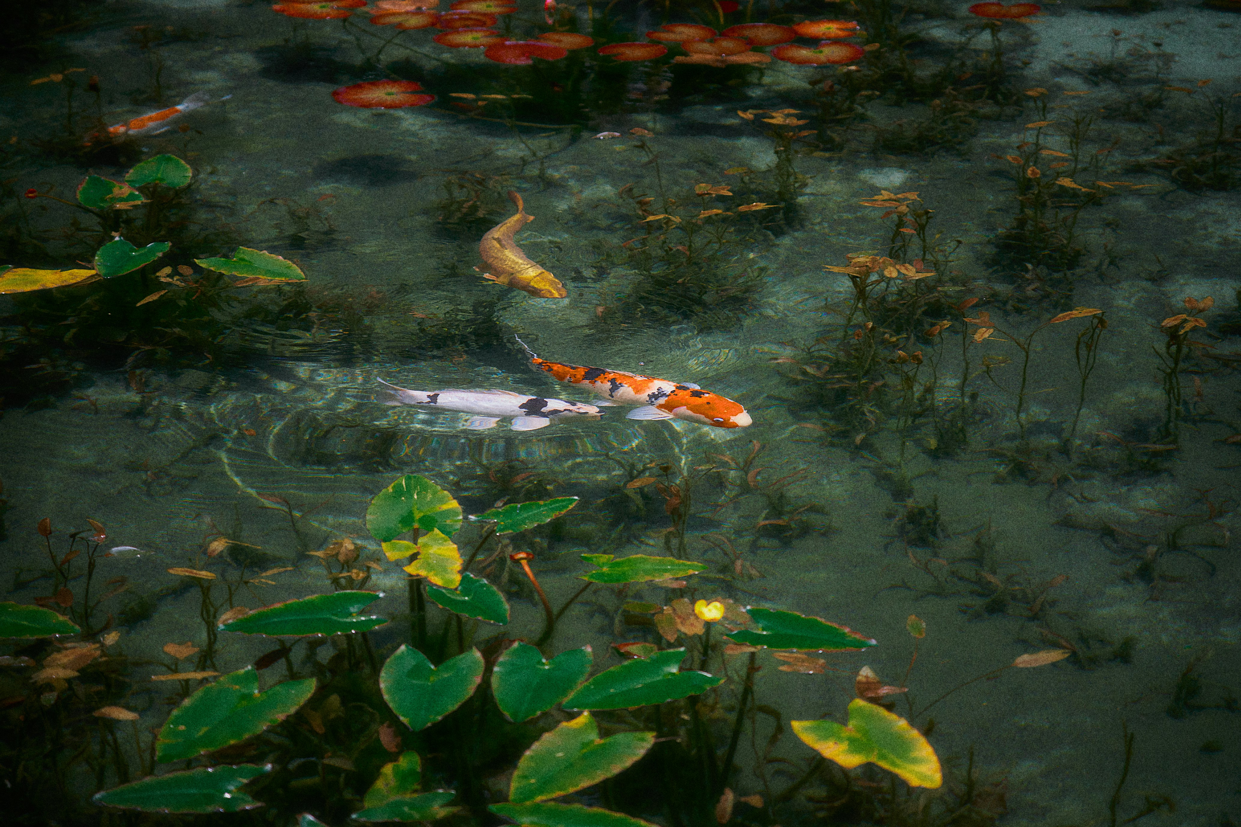 Koi fish swim gracefully in a serene pond. photo – Free Land Image on ...