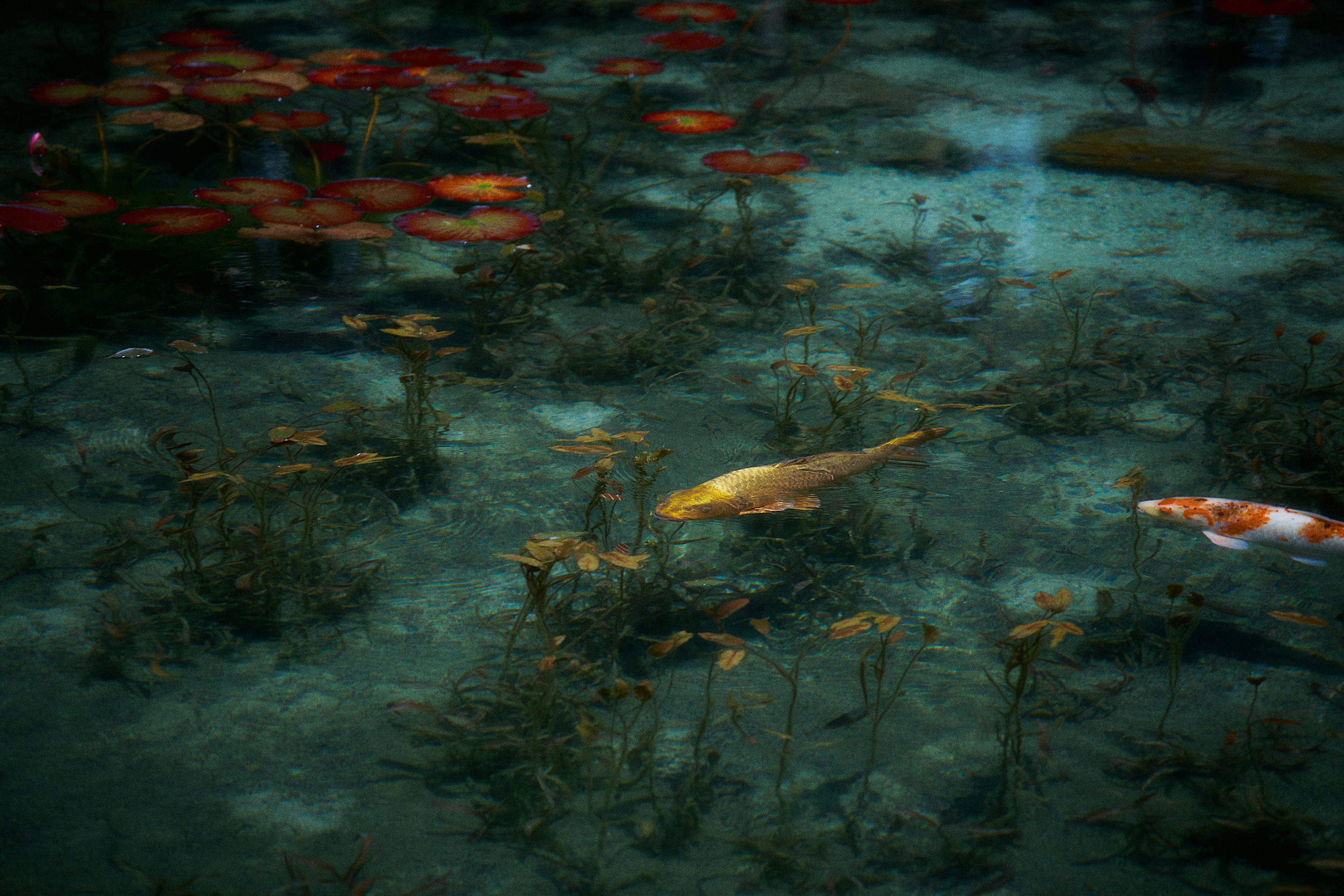 Koi fish swim in a serene pond.