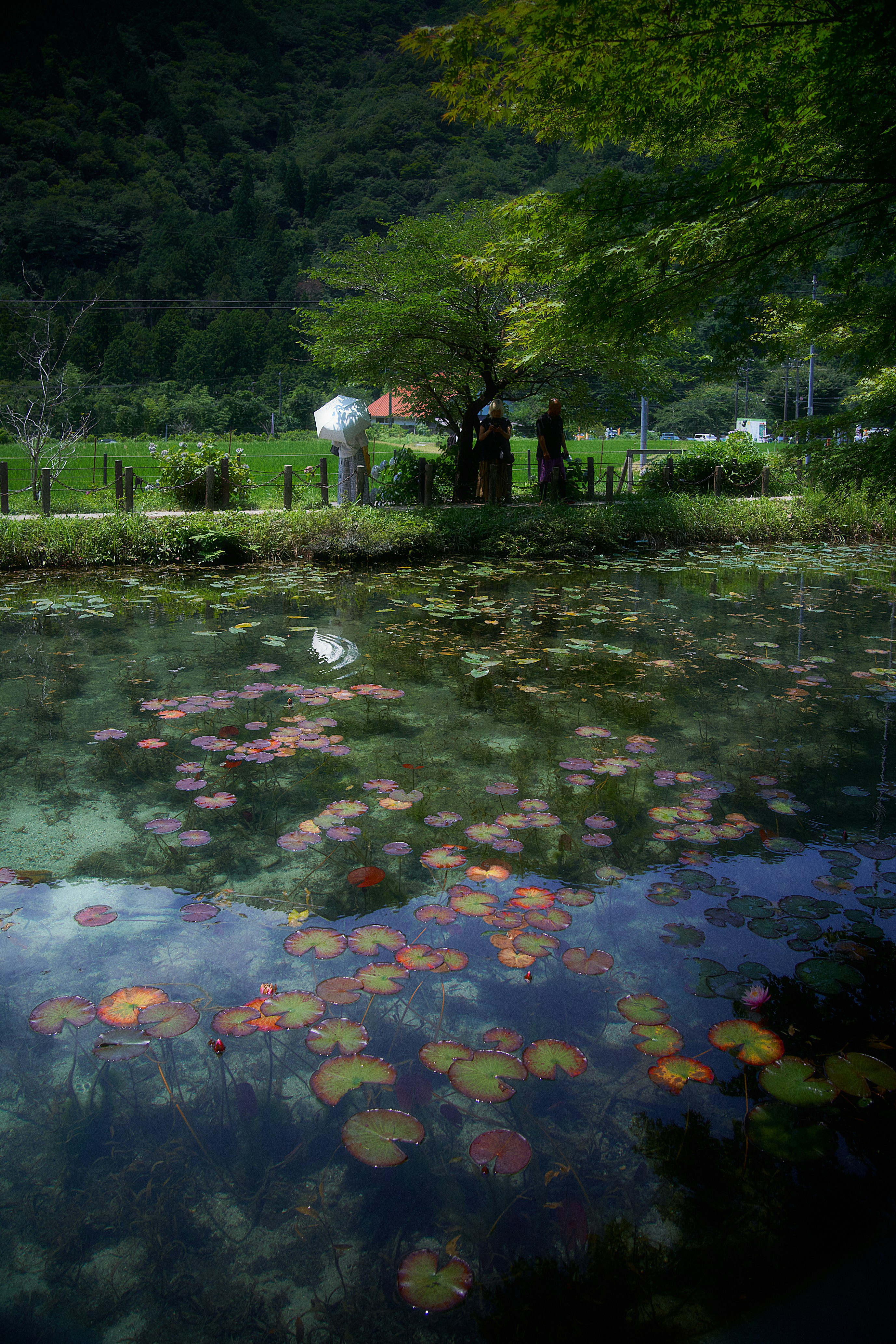 Colorful lily pads float atop a serene pond, reflecting the surrounding greenery and a distant group of people enjoying the landscape.