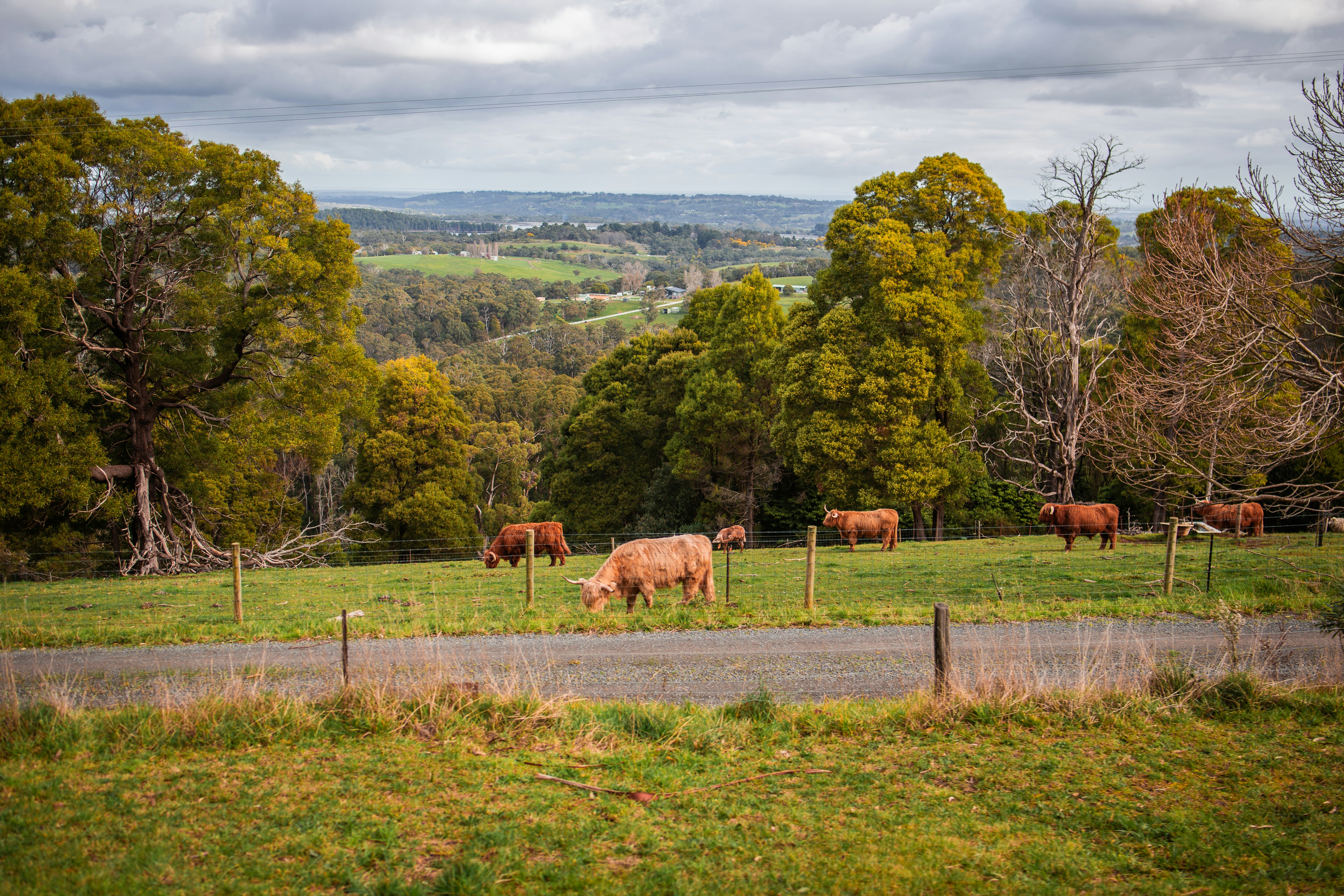 Pastoral Harmony: Cattle Grazing Under a Brooding Sky