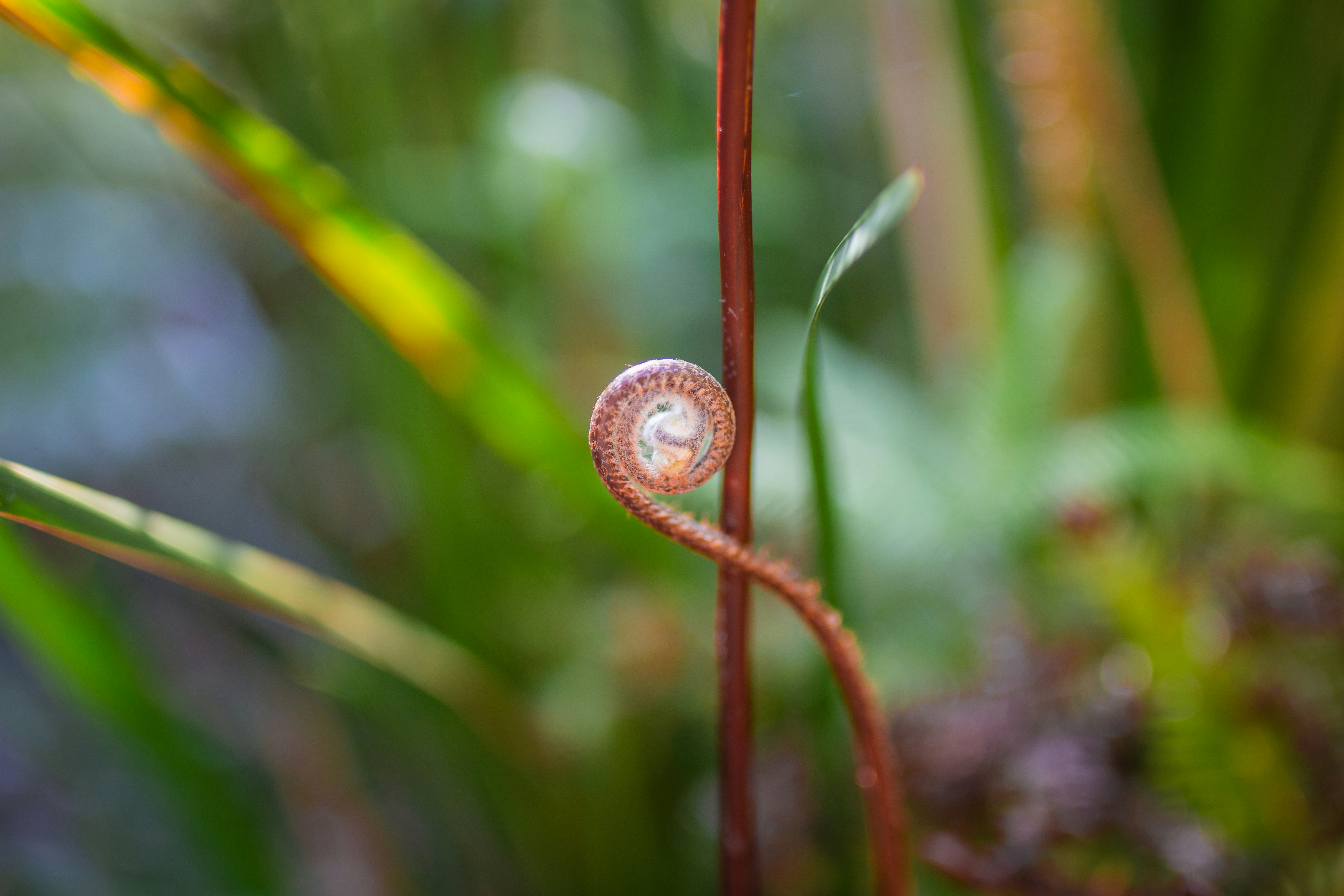 A delicate fern frond unfurling amidst lush greenery, showcasing the intricate spiral pattern of its growth. The vibrant backdrop enhances its natural beauty.