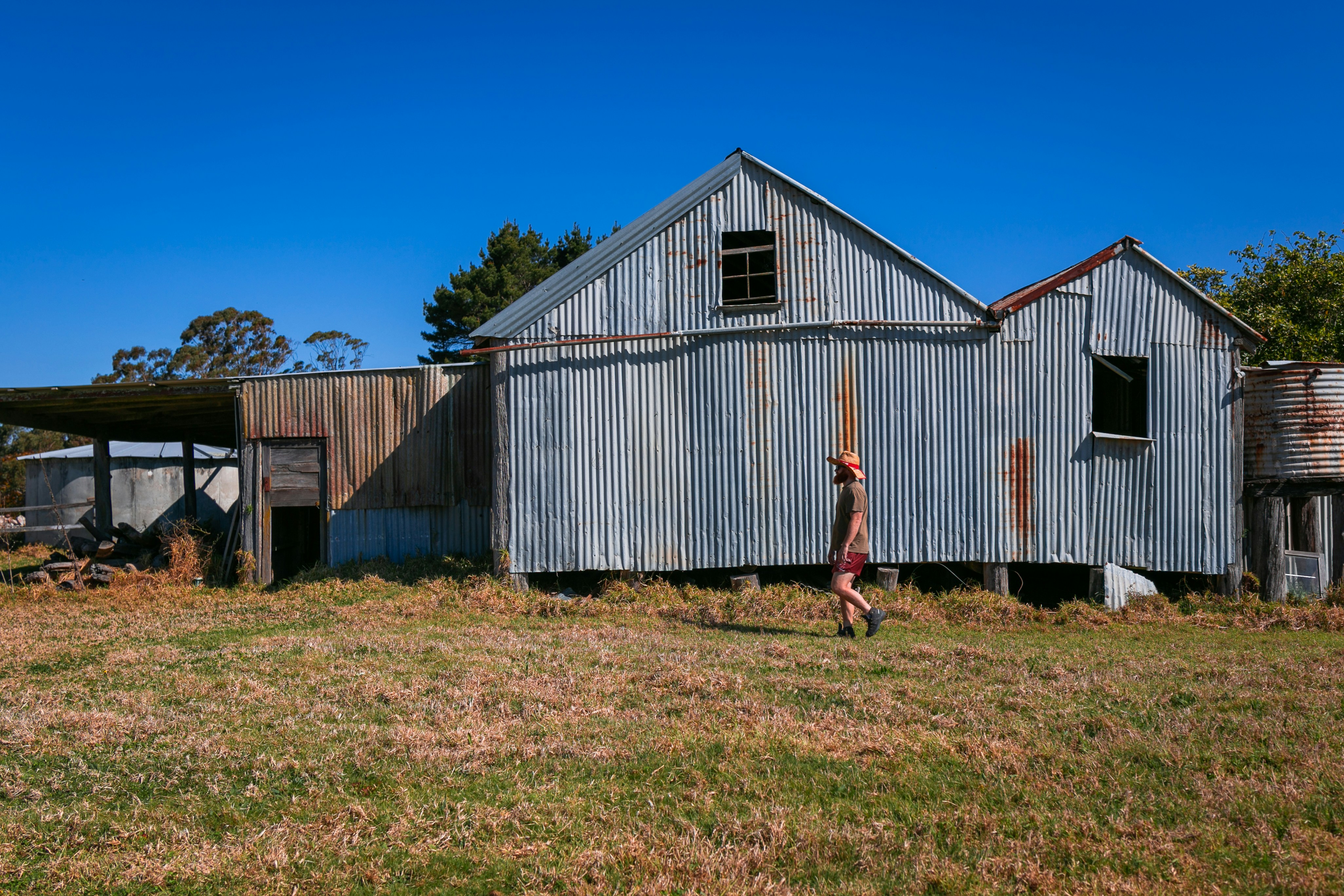 Lone Walker in a Sunlit Corrugated Barnyard
