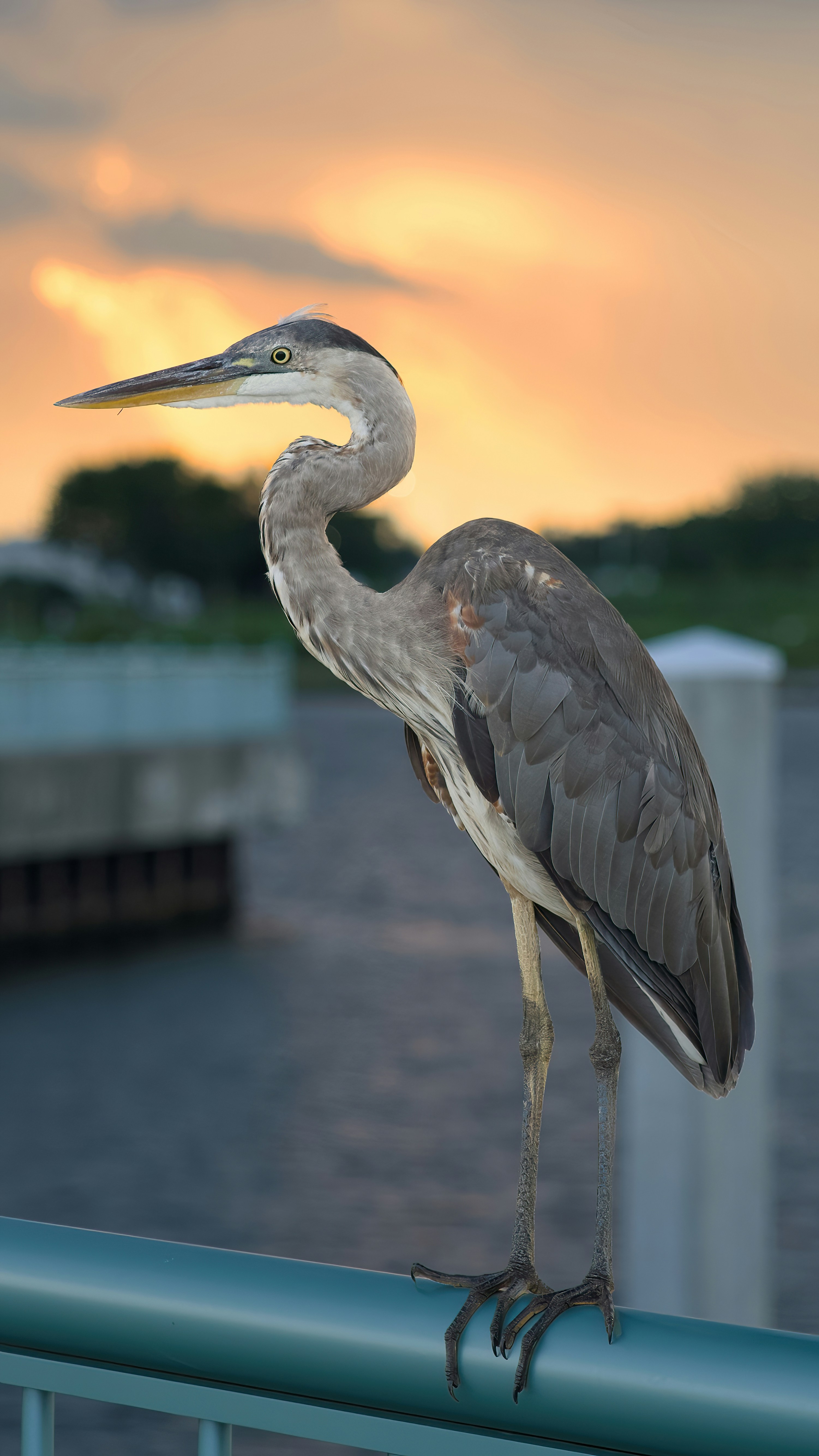 A Great Blue Heron posing at sunset on the pier near the Pensacola Wahoos Stadium. | A great blue heron stands on a railing at sunset.