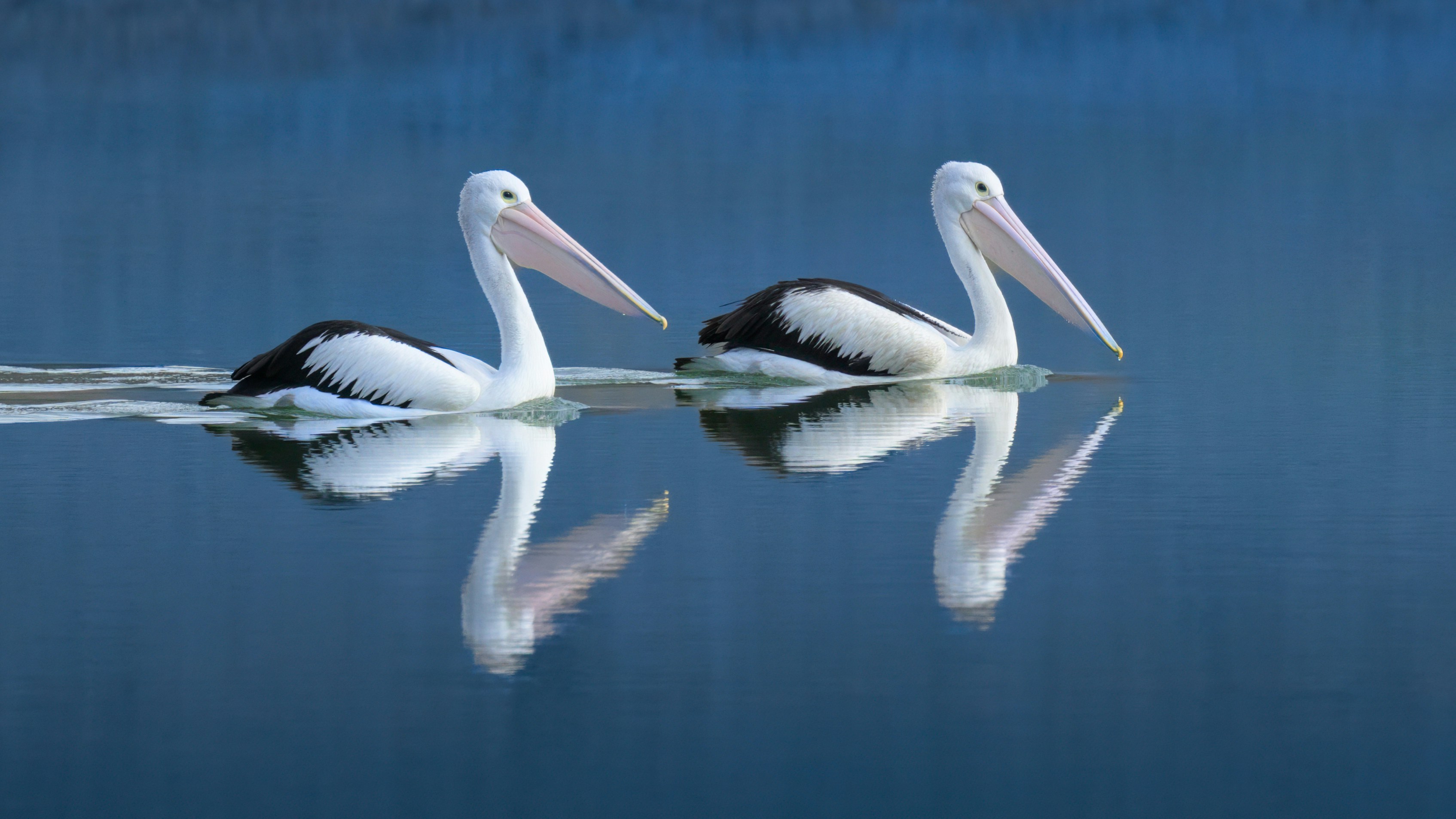 Serene Companions on a Glassy Surface
