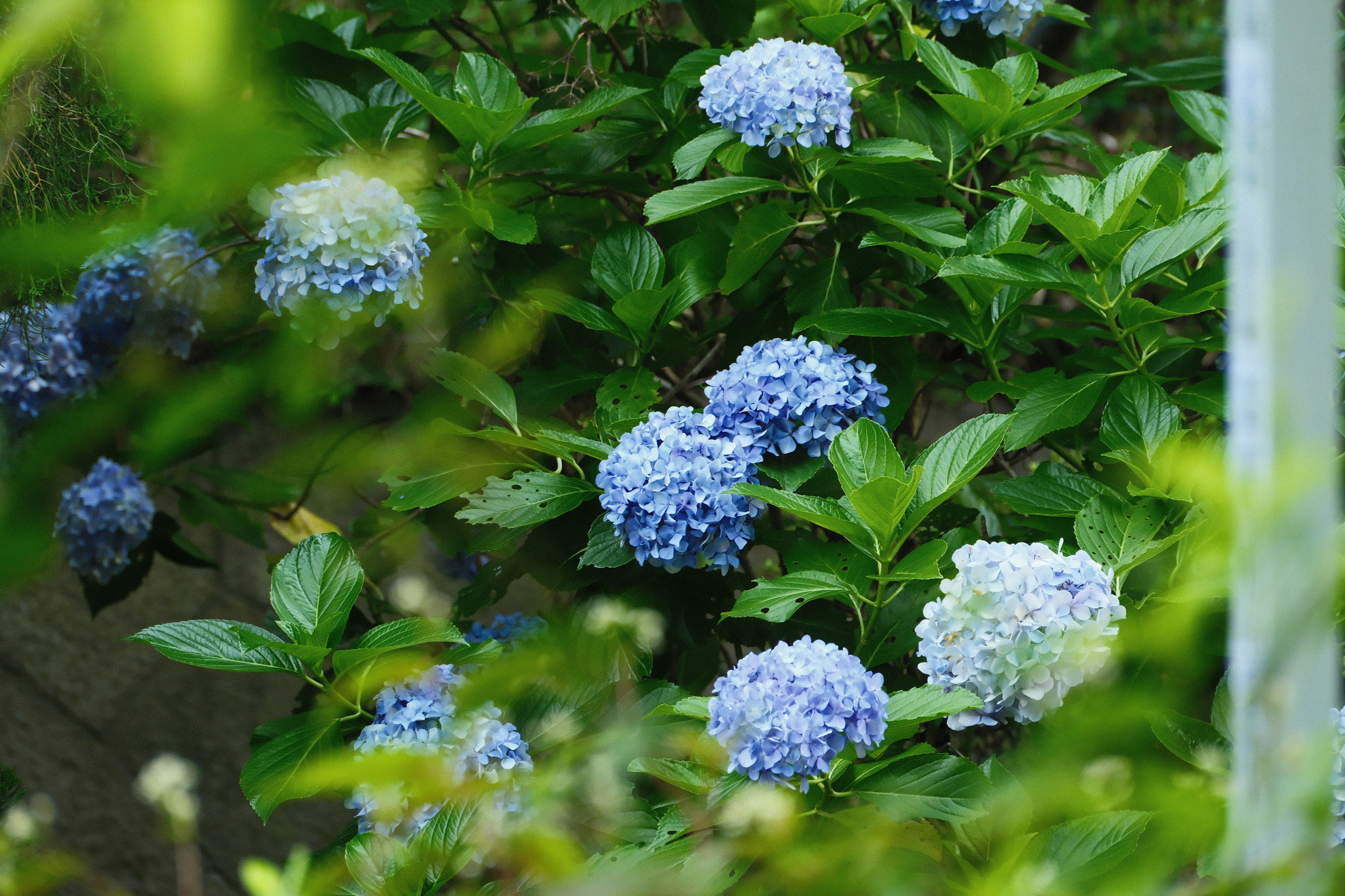 Blue hydrangeas bloom beautifully among green leaves.