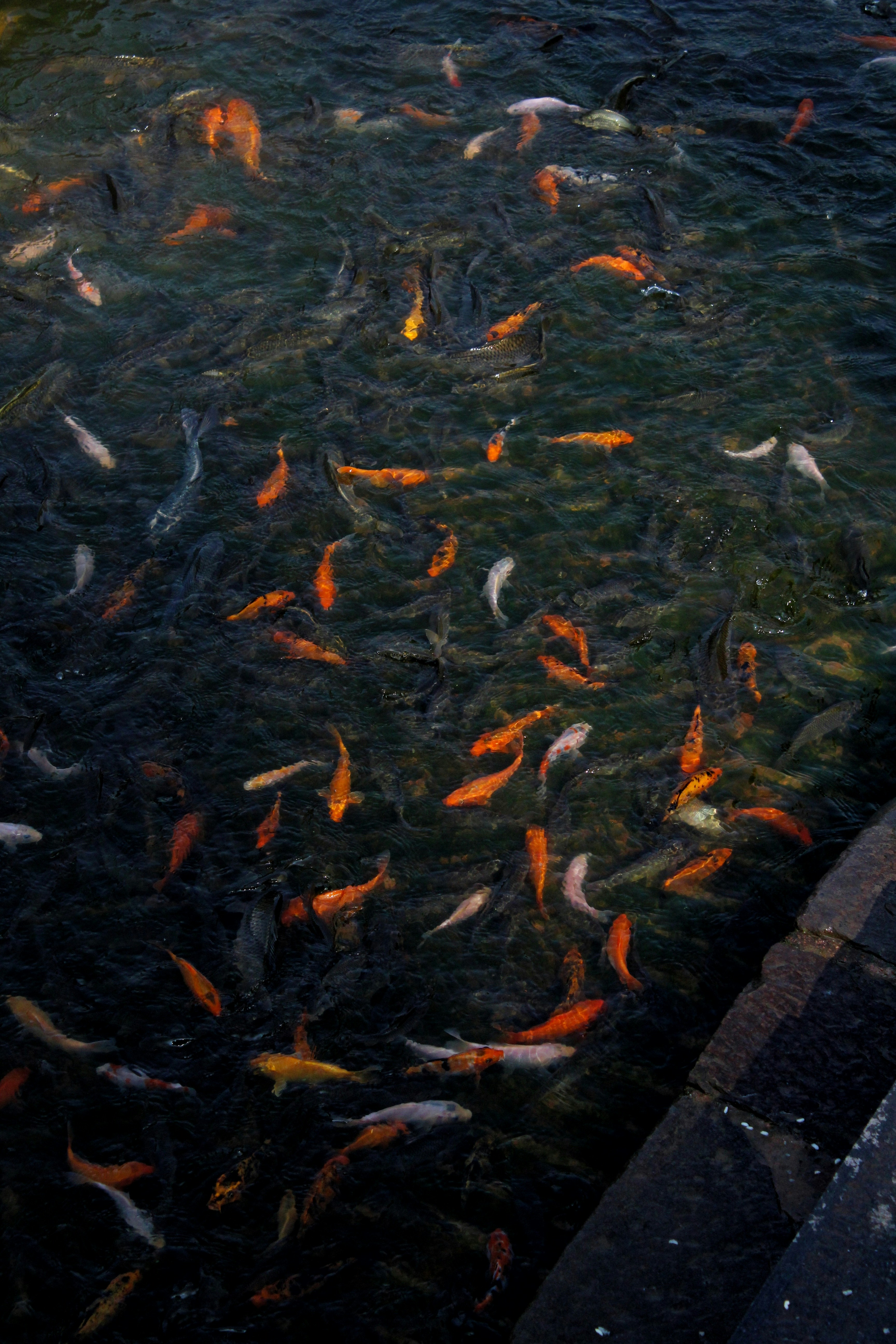 Harmony Beneath the Surface: A Dance of Colors