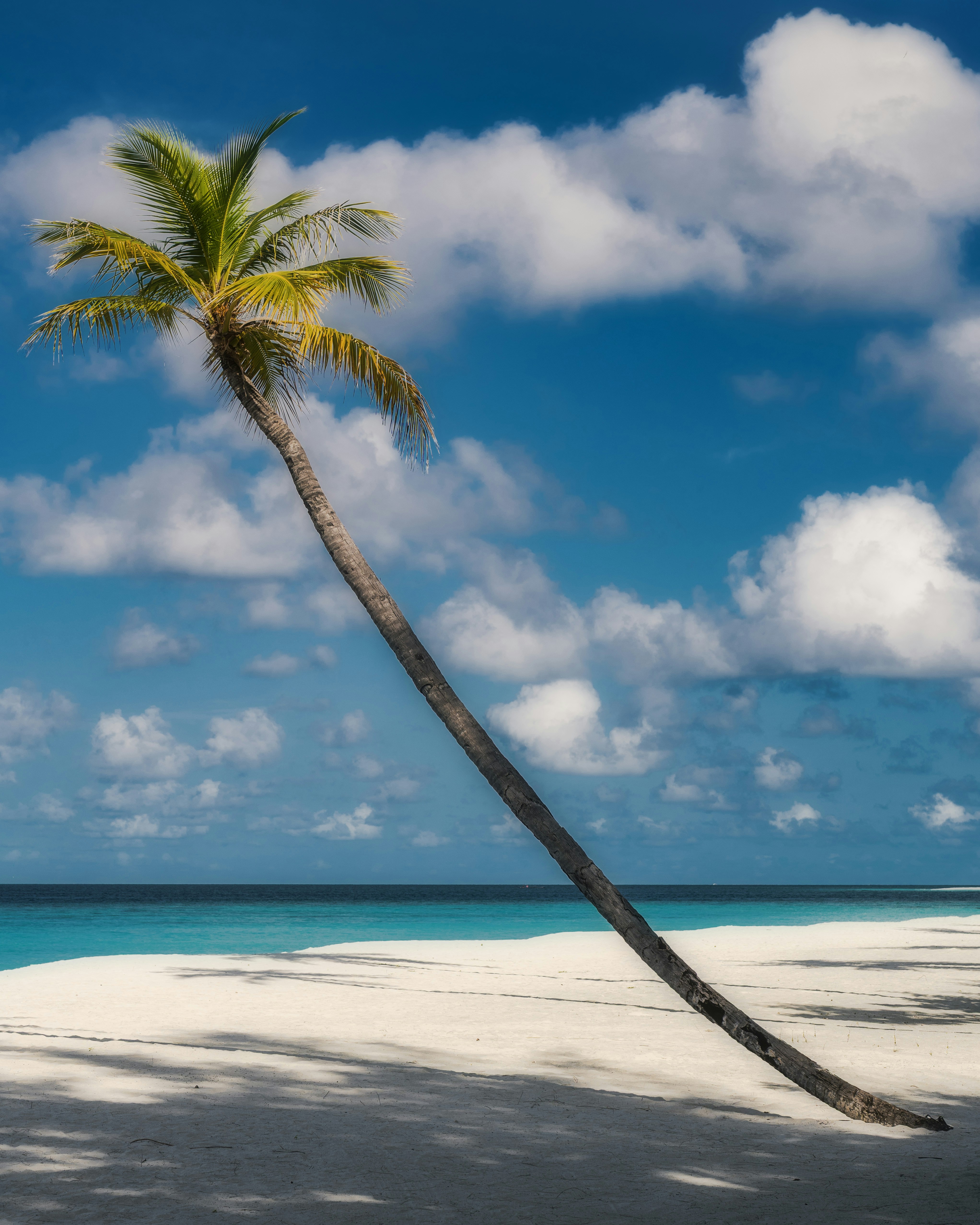 All Alone | Palm tree on a sunny beach day.