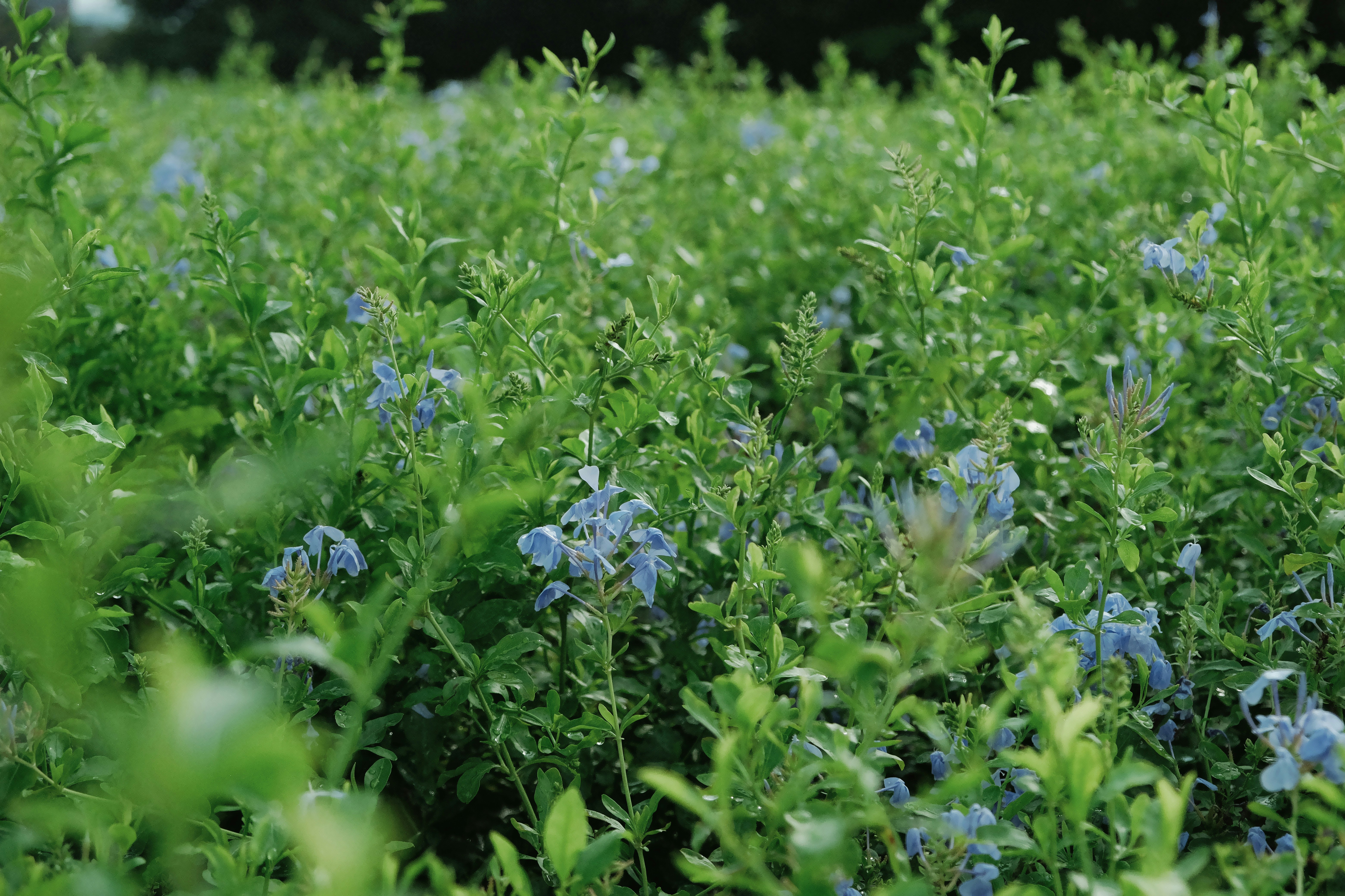 Whispers of Wildflowers in a Lush Green Sea