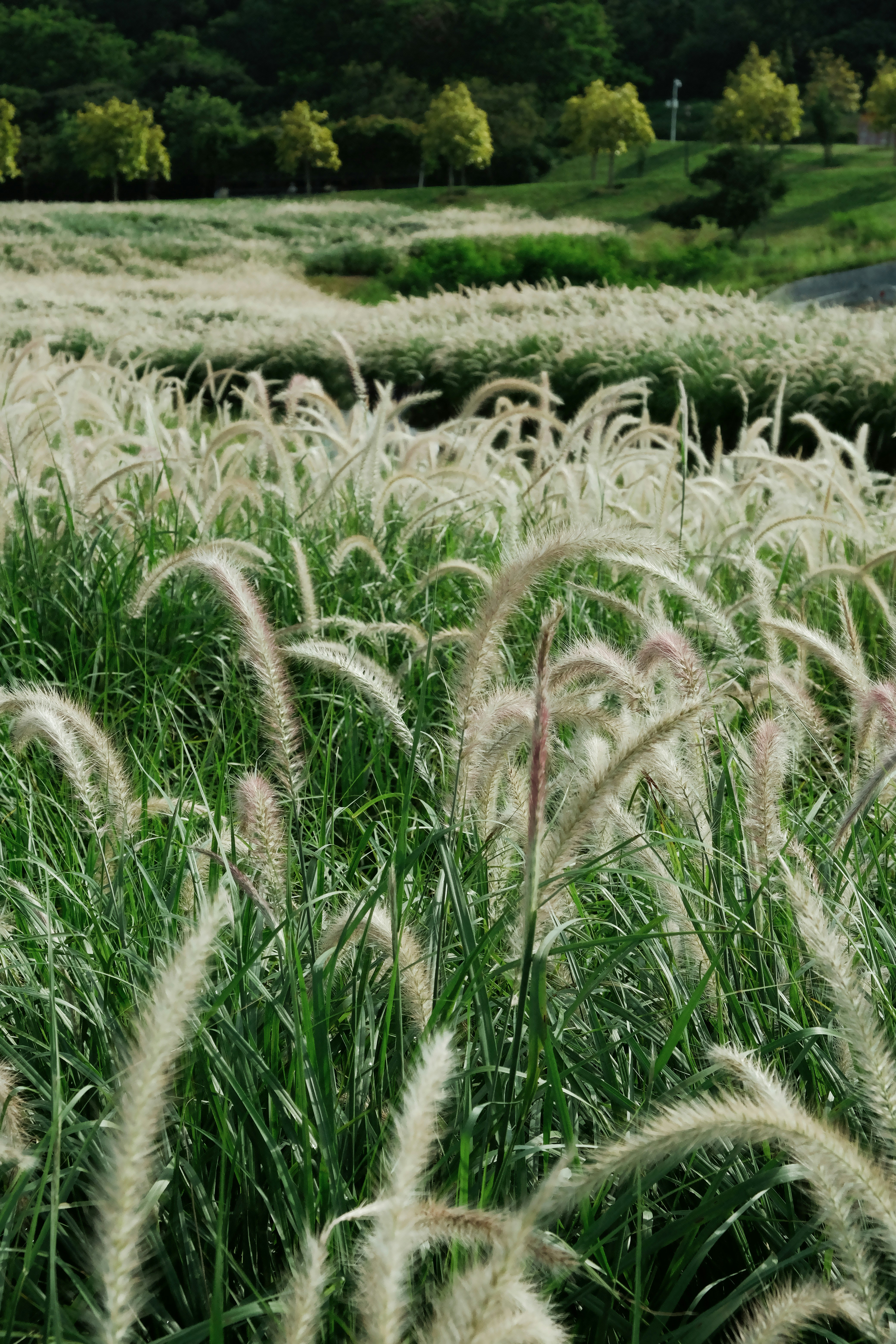 Whispers of the Meadow: A Dance of Grasses