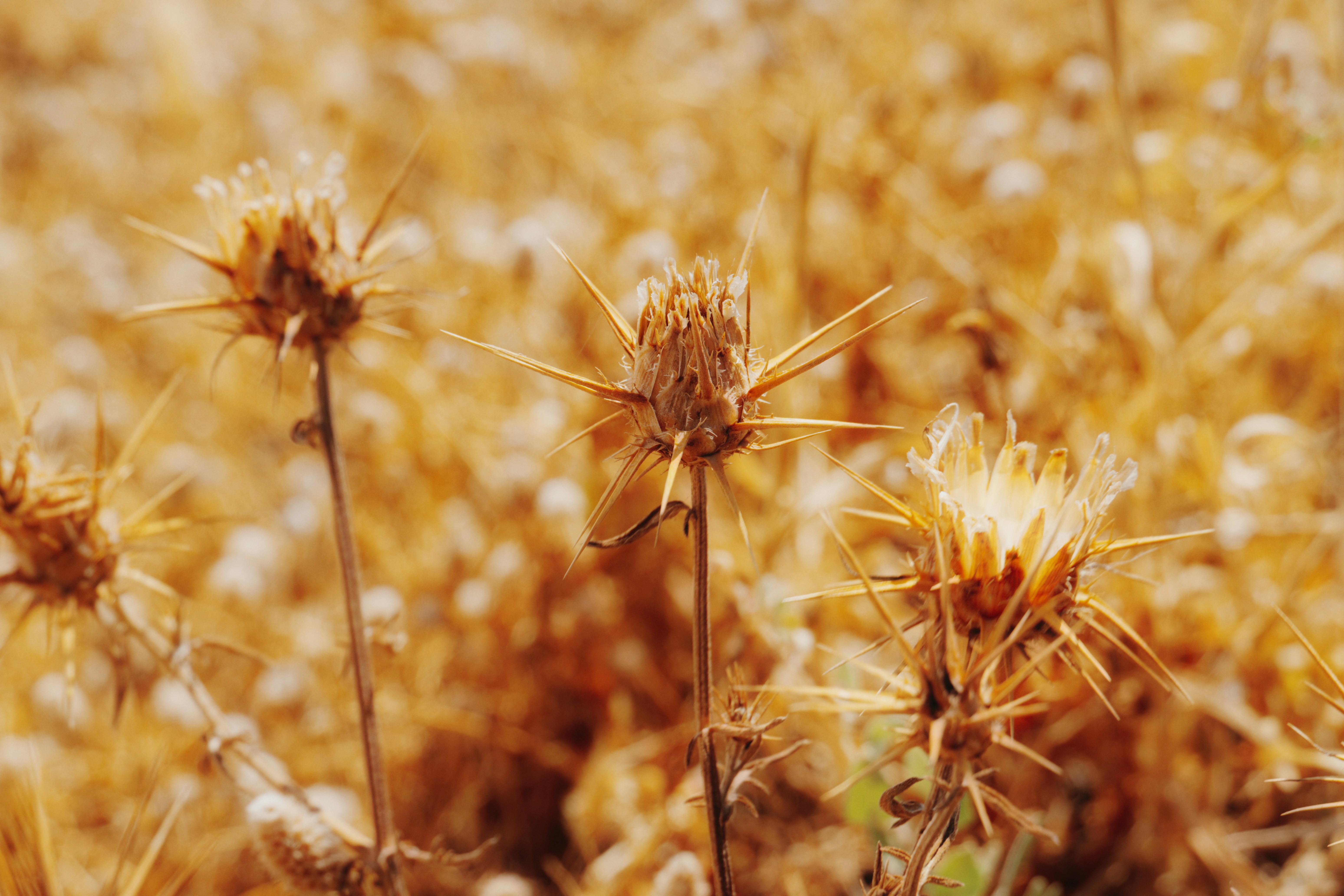 Dried thistle-like plants stand tall amidst a sea of golden grasses, showcasing nature's intricate textures and forms.