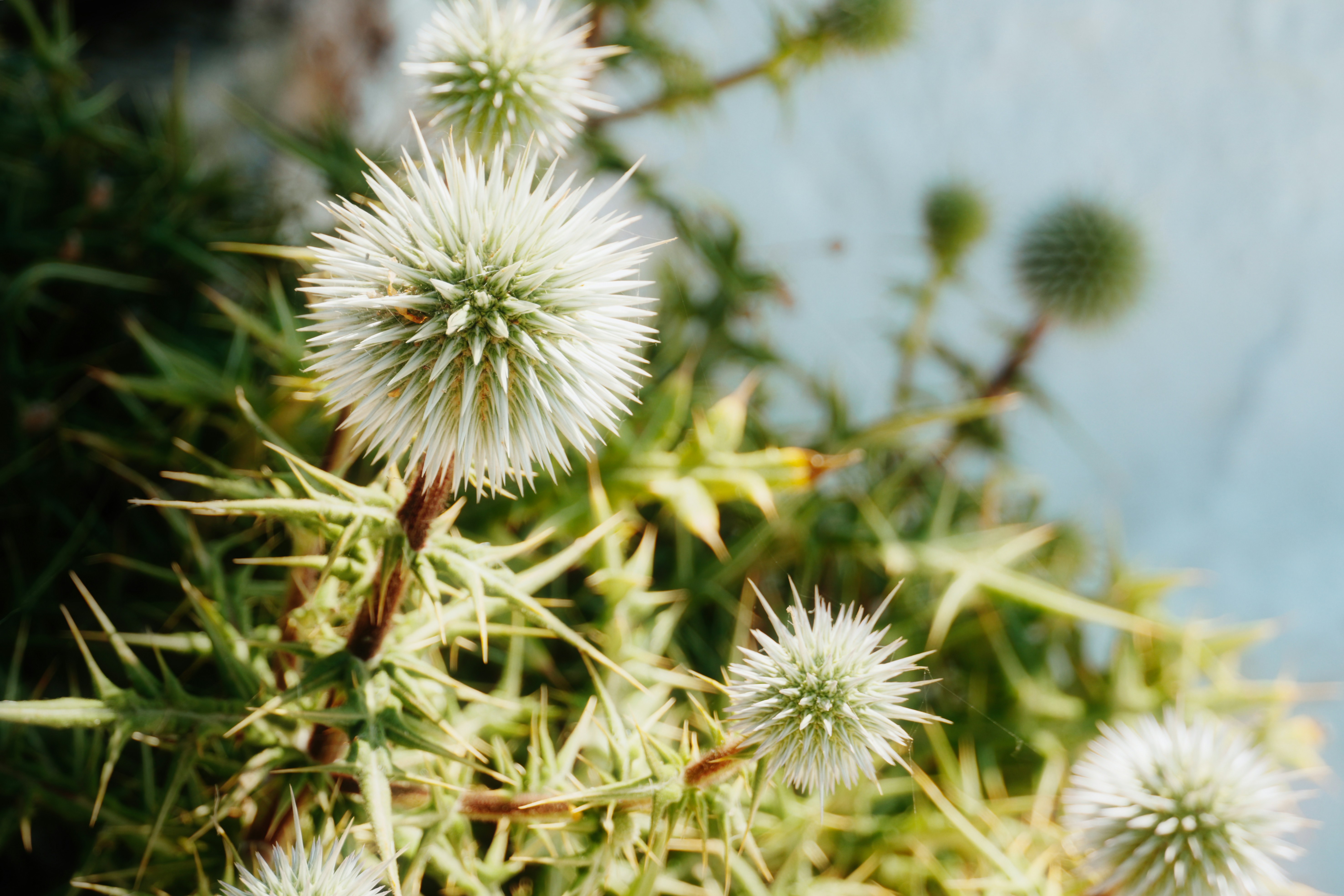Close-Up Thistle Puffs: Soft White Orbs Framing a Weathered Blue Wall