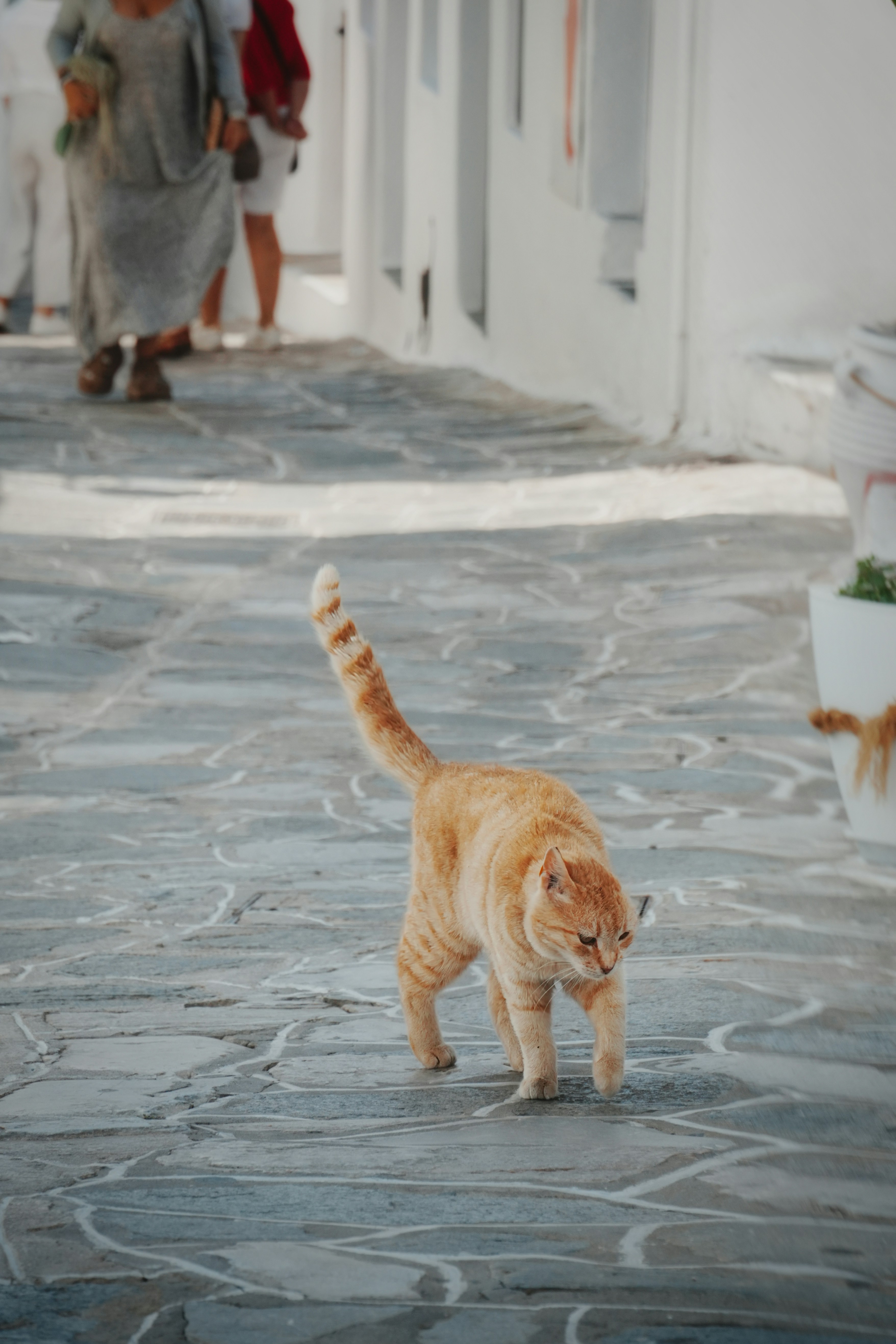 A Serene Stroll Through the Sunlit Streets