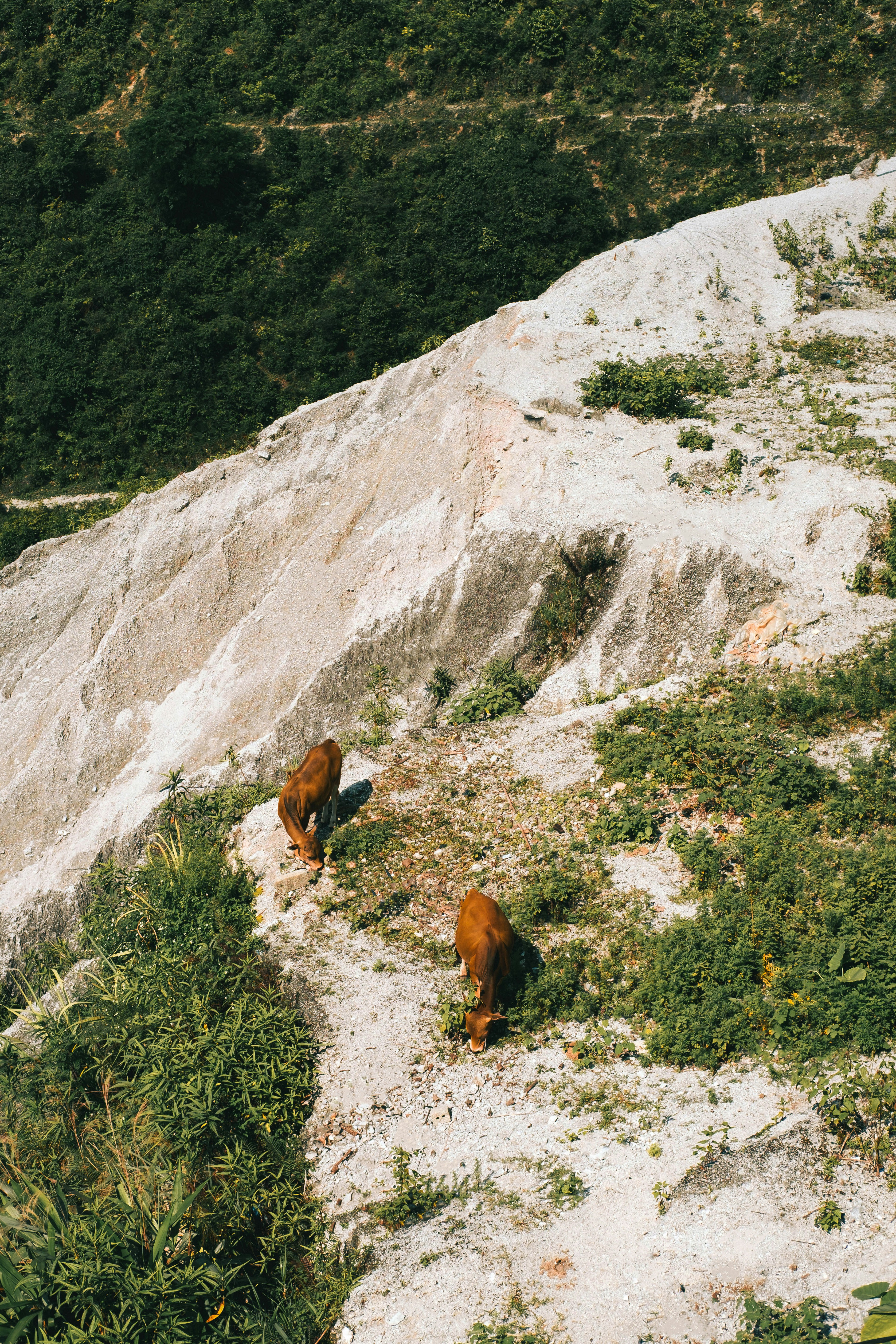 Two brown cows grazing on rocky ground surrounded by lush greenery and steep slopes.