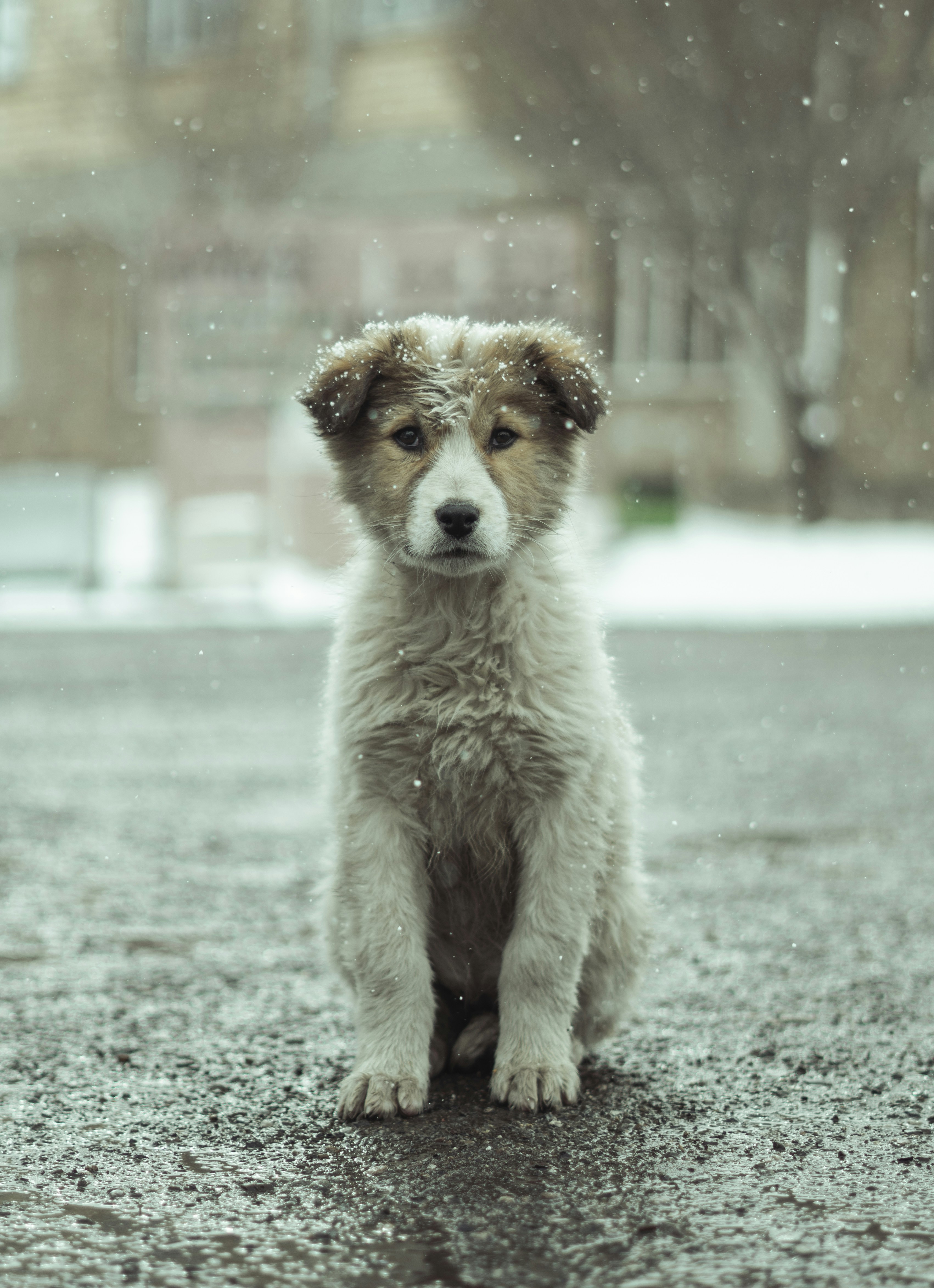 Puppy sits patiently in the falling snow.
