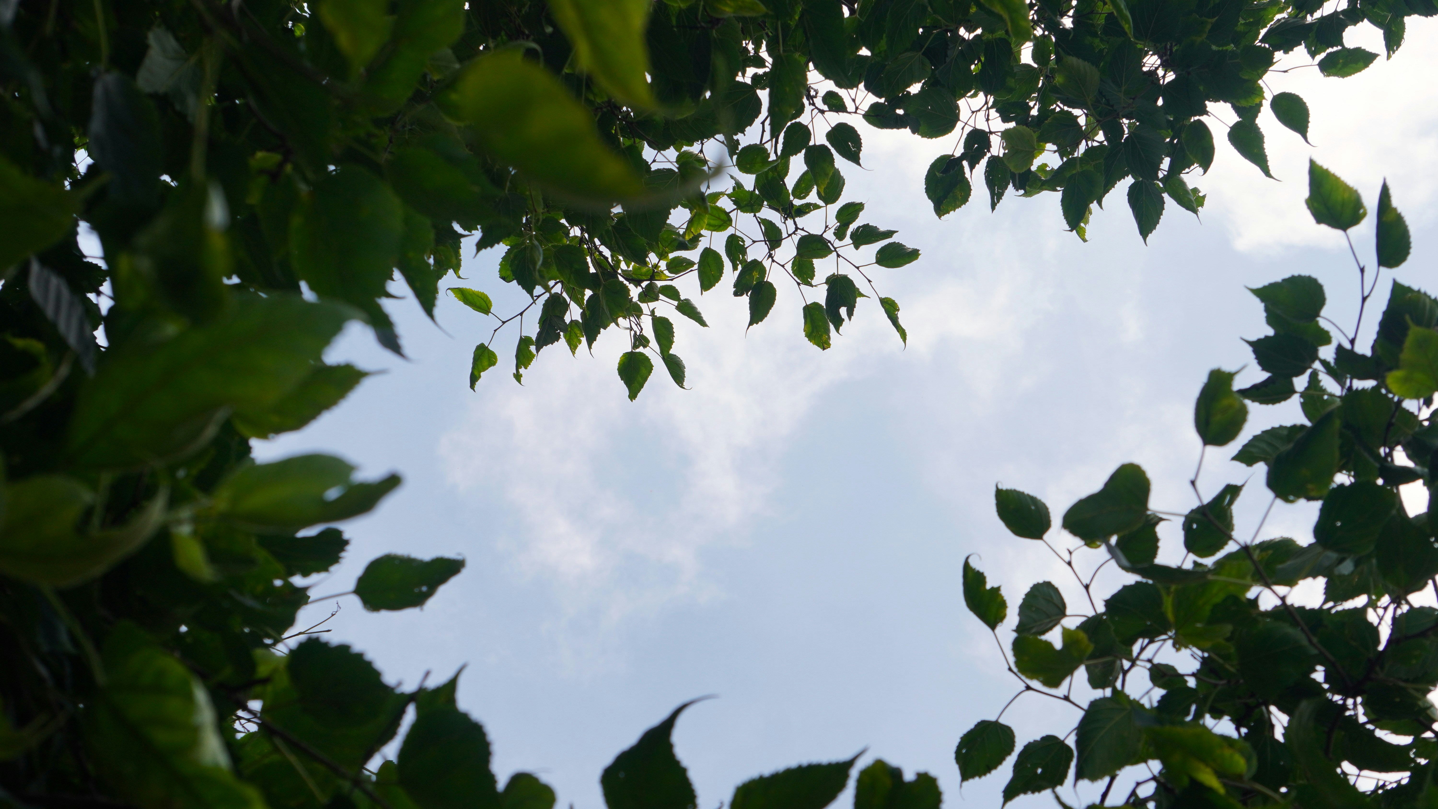 Nature’s Window to the Sky 🌿☁️ — A quiet moment framed by leaves, looking up into serenity. | Looking up through leaves at a blue sky.