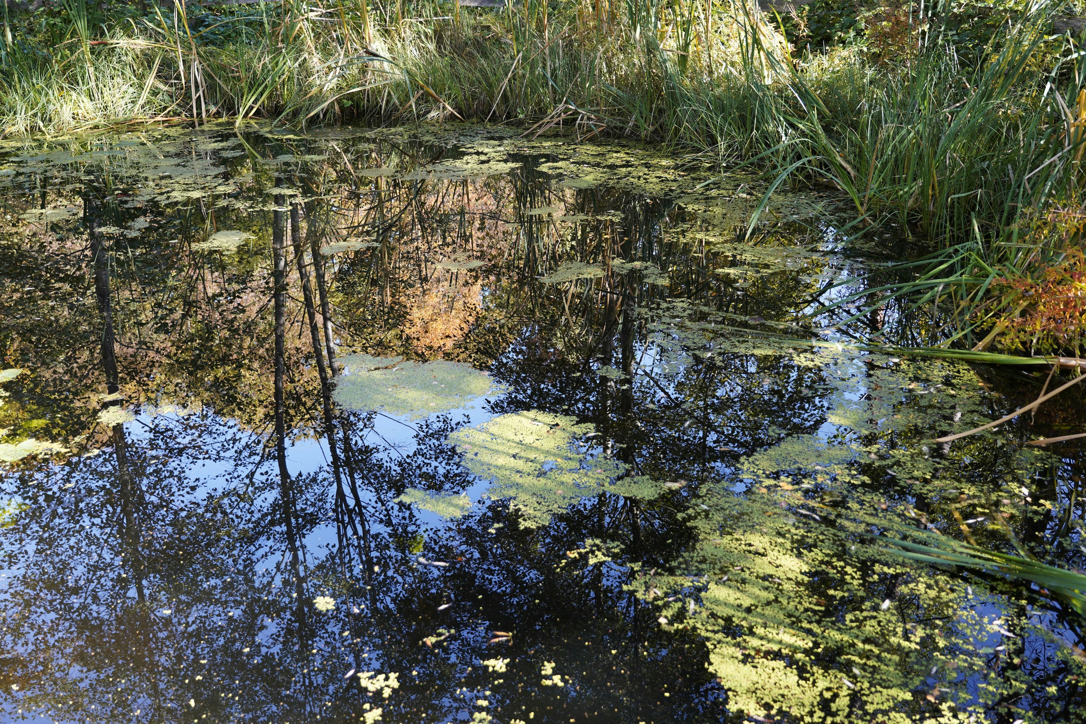 farbige Spiegelungen in einem bewachsenen Teich | Reflections of trees and sky in a calm, murky pond.