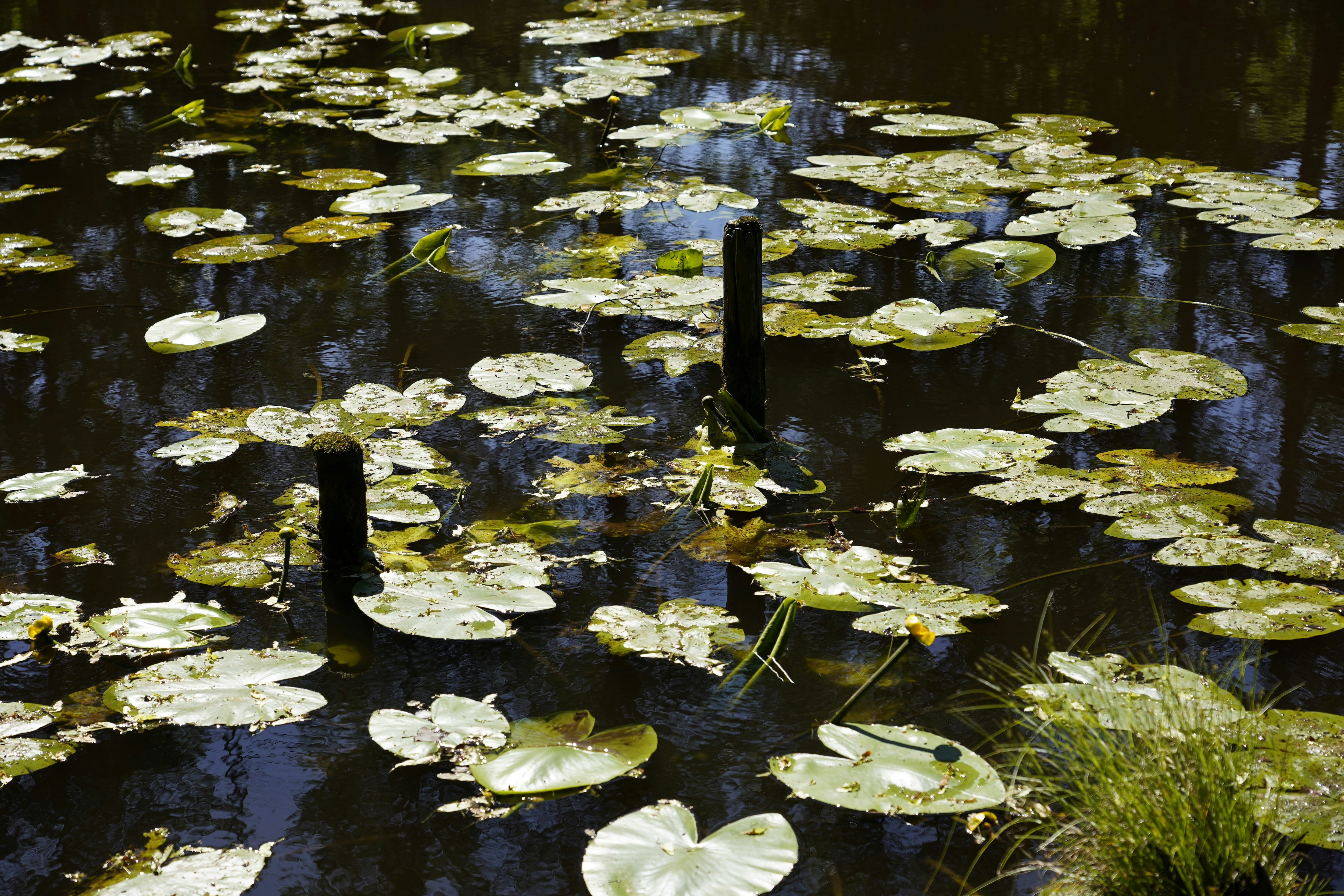 Holzpfosten inmitten von hellen Seerosen im dunklen Teichwasser