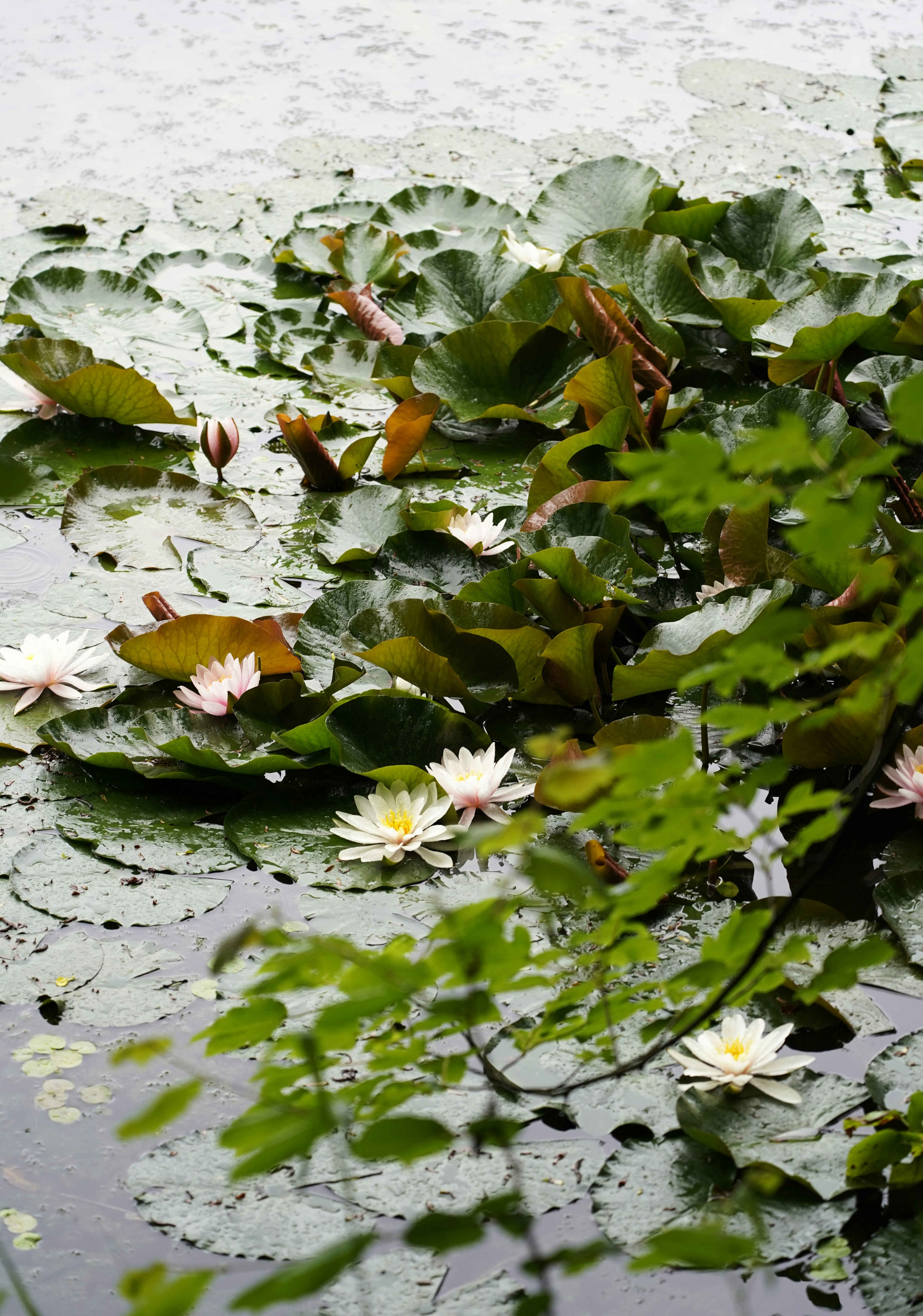 Serenity Amidst the Green
