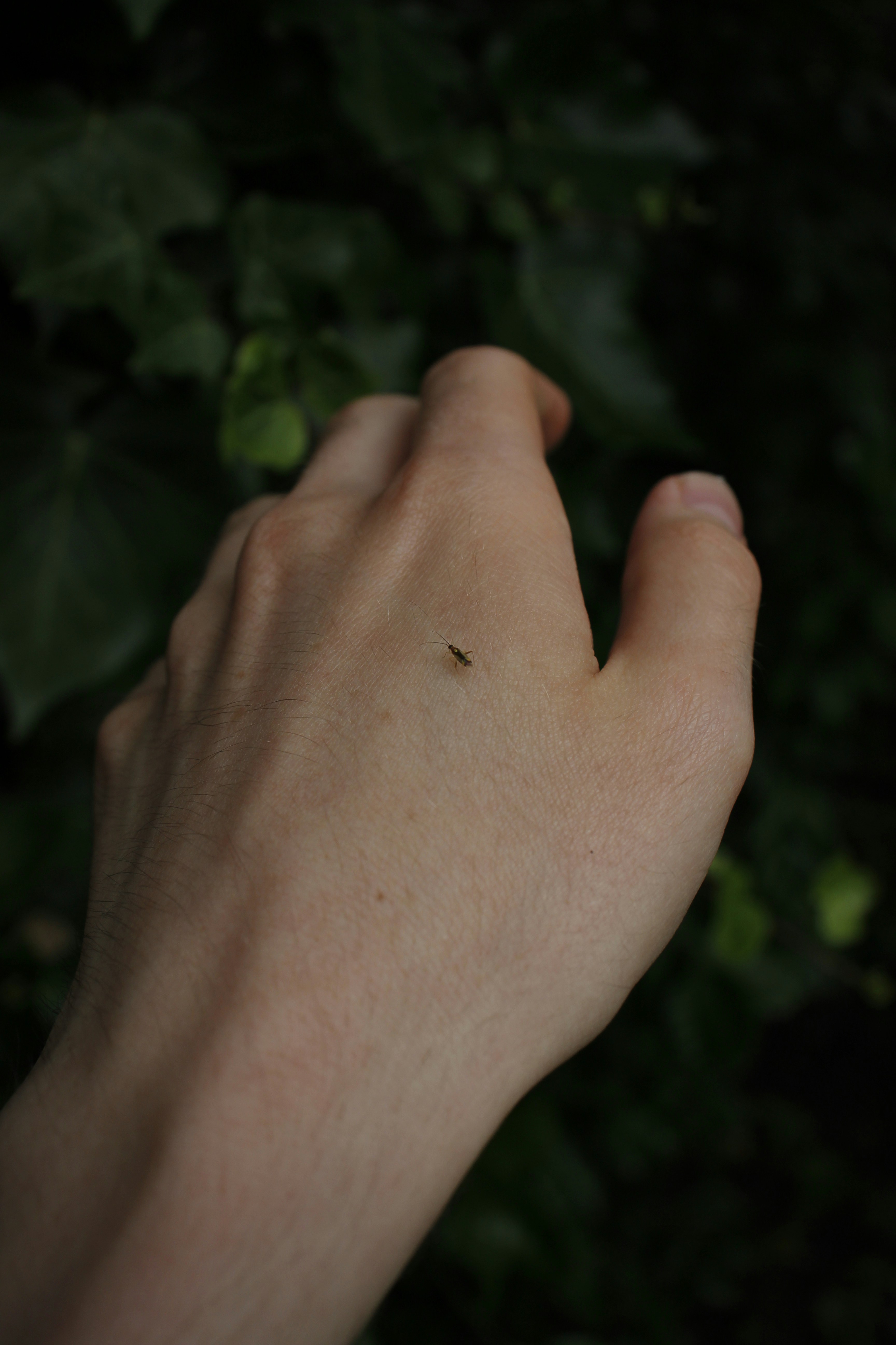 A tiny insect rests on a person's hand.