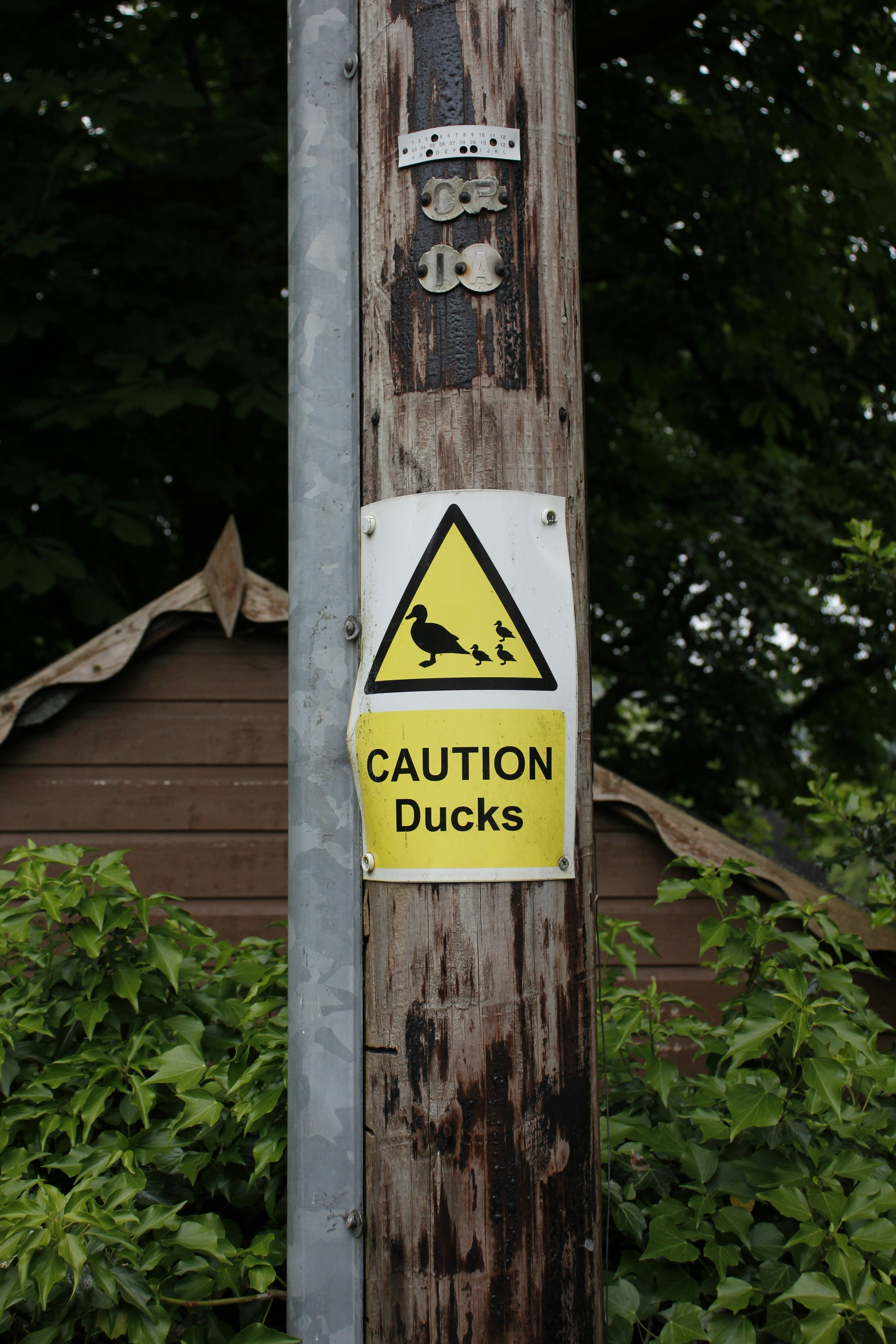 A "caution: ducks" sign is posted on a wooden pole.
