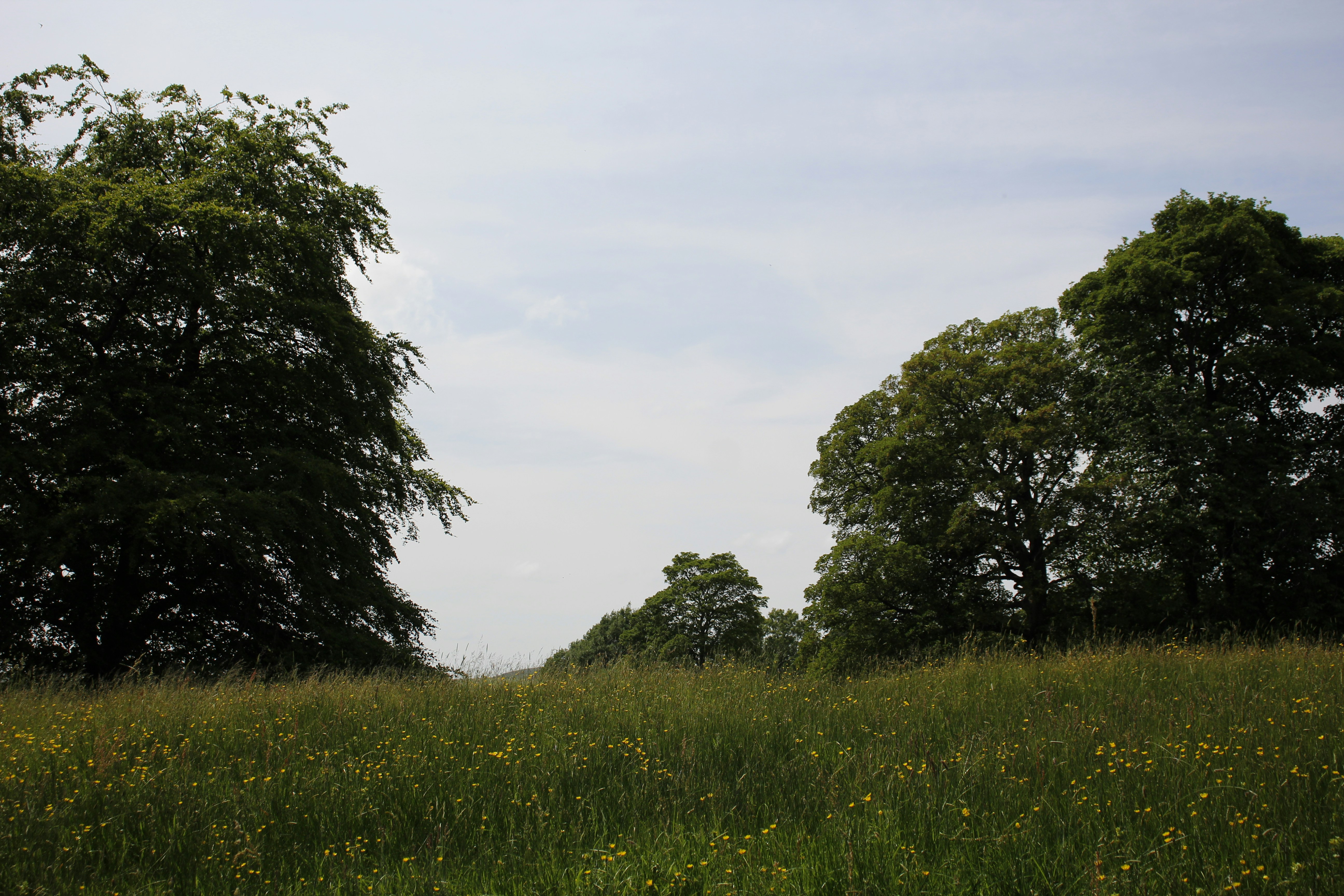 Grassy field with trees beneath a cloudy sky.