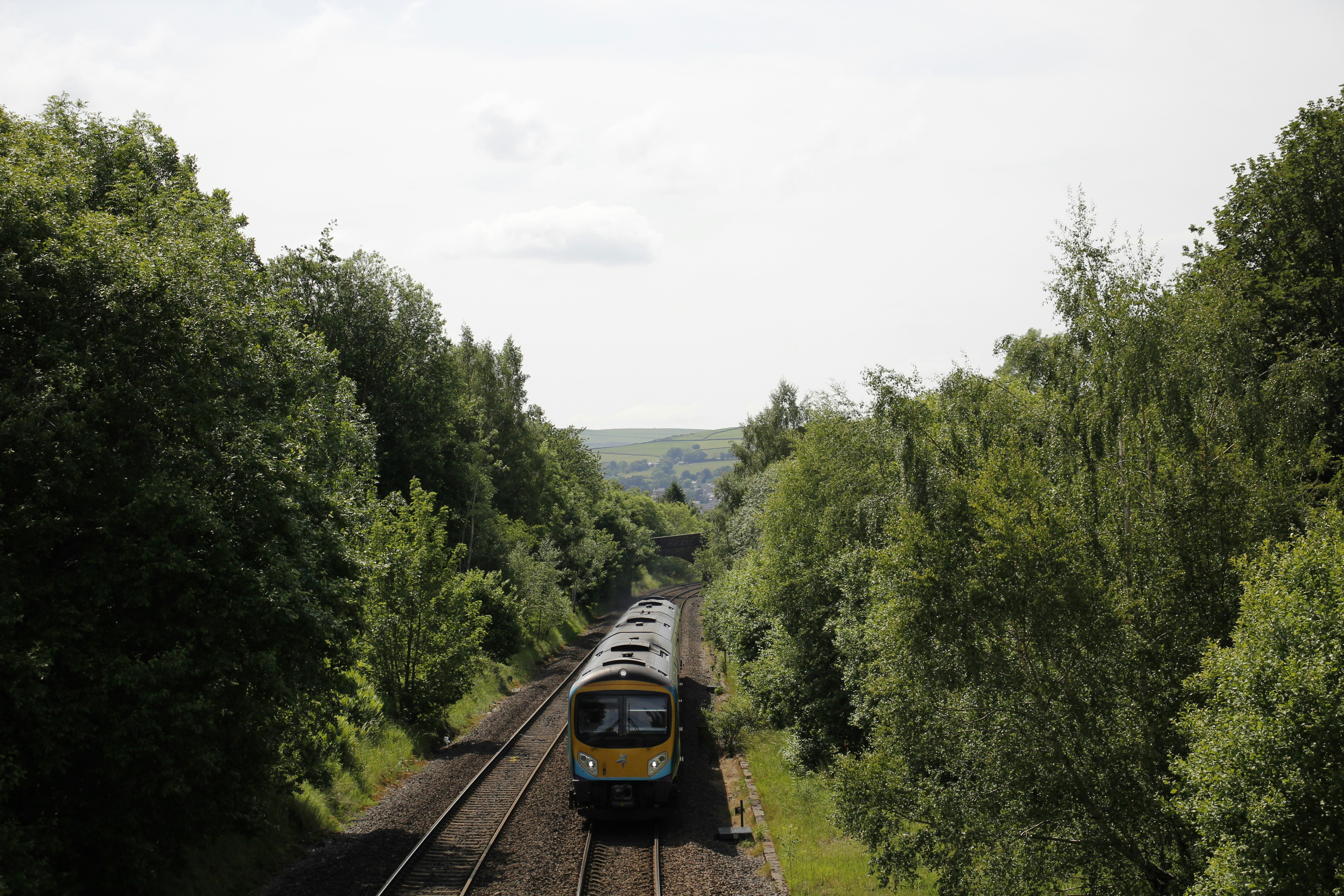 A train travels through lush, green trees.